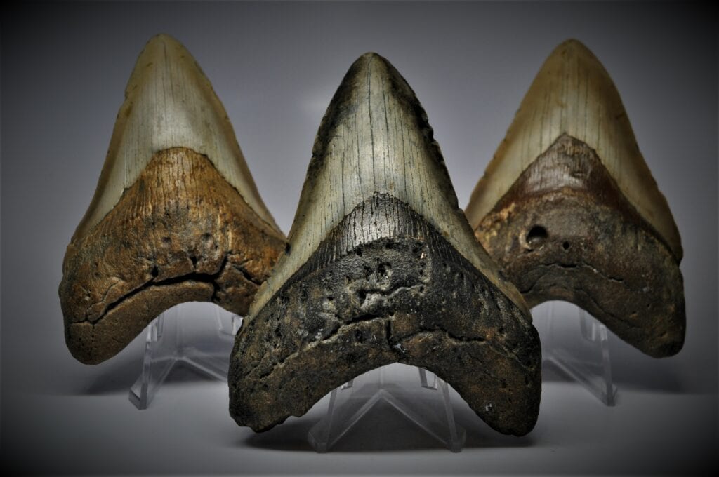 100% Authentic Megalodon Teeth: Unbelievable Fossil Finds