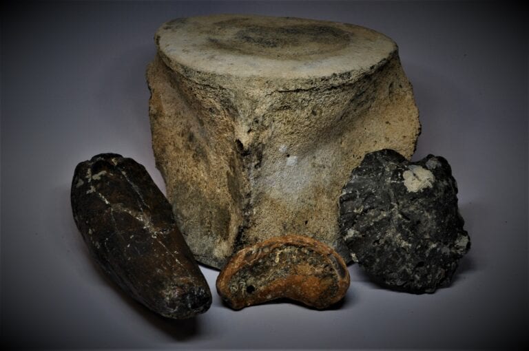 Paratodus Benedini Teeth - The Fossil Exchange