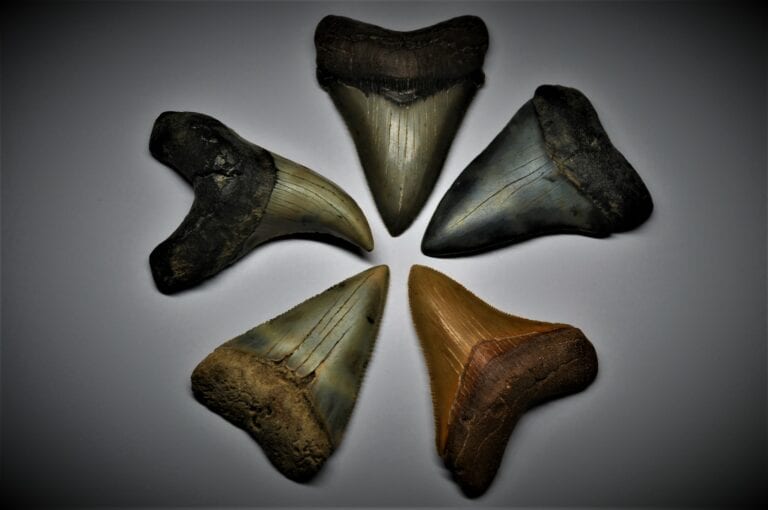 Paratodus Benedini Teeth - The Fossil Exchange