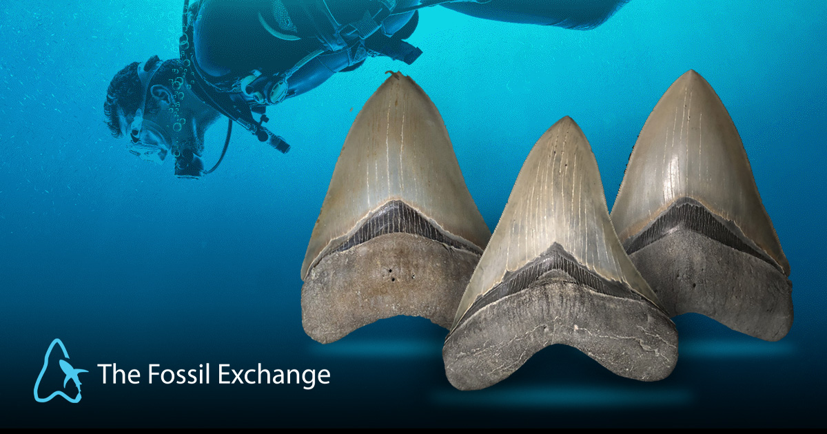 INVESTMENT - The Fossil Exchange - Megalodon teeth for sale