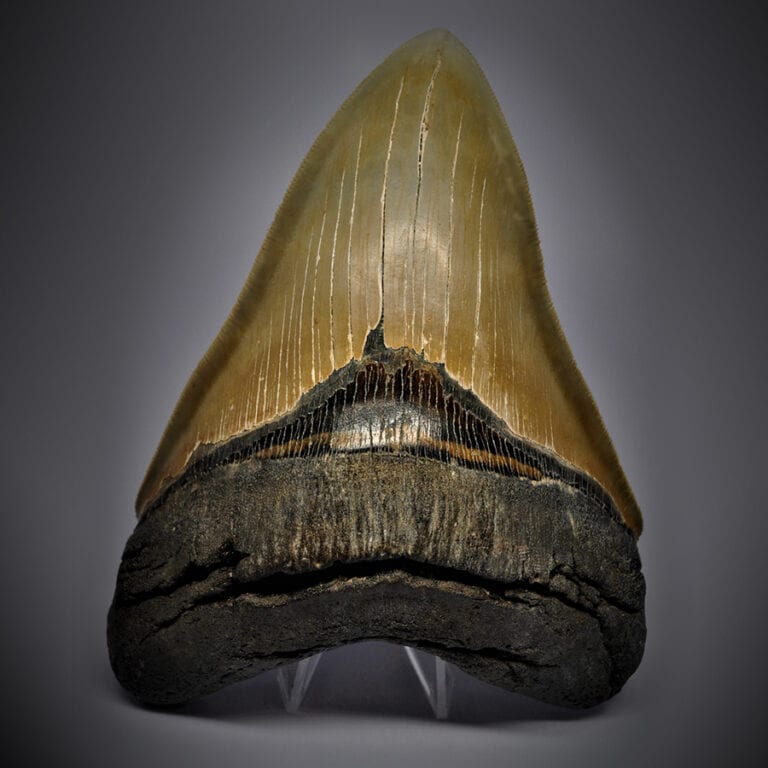 100% Authentic Megalodon Teeth: Unbelievable Fossil Finds