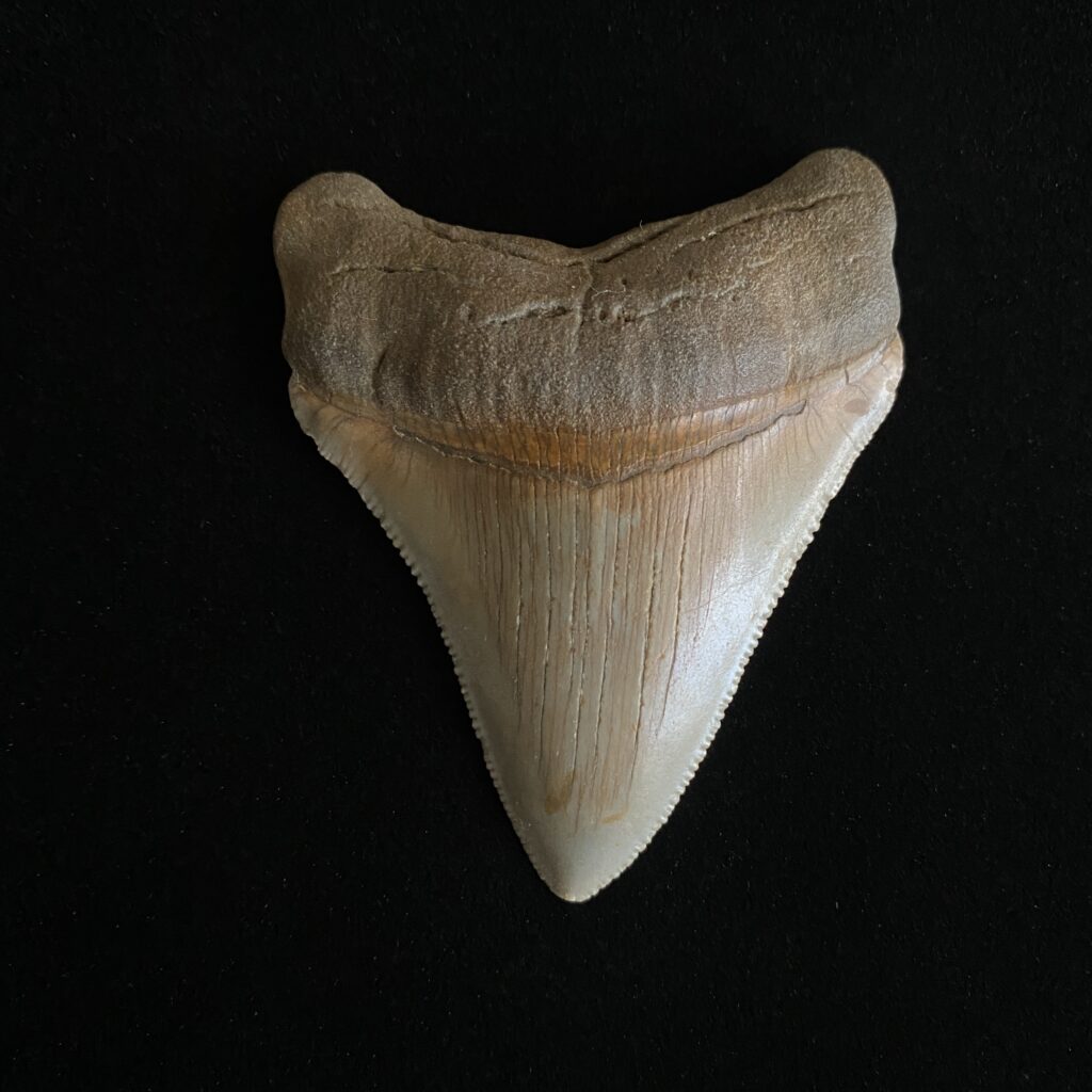 Chubutensis Teeth - The Fossil Exchange