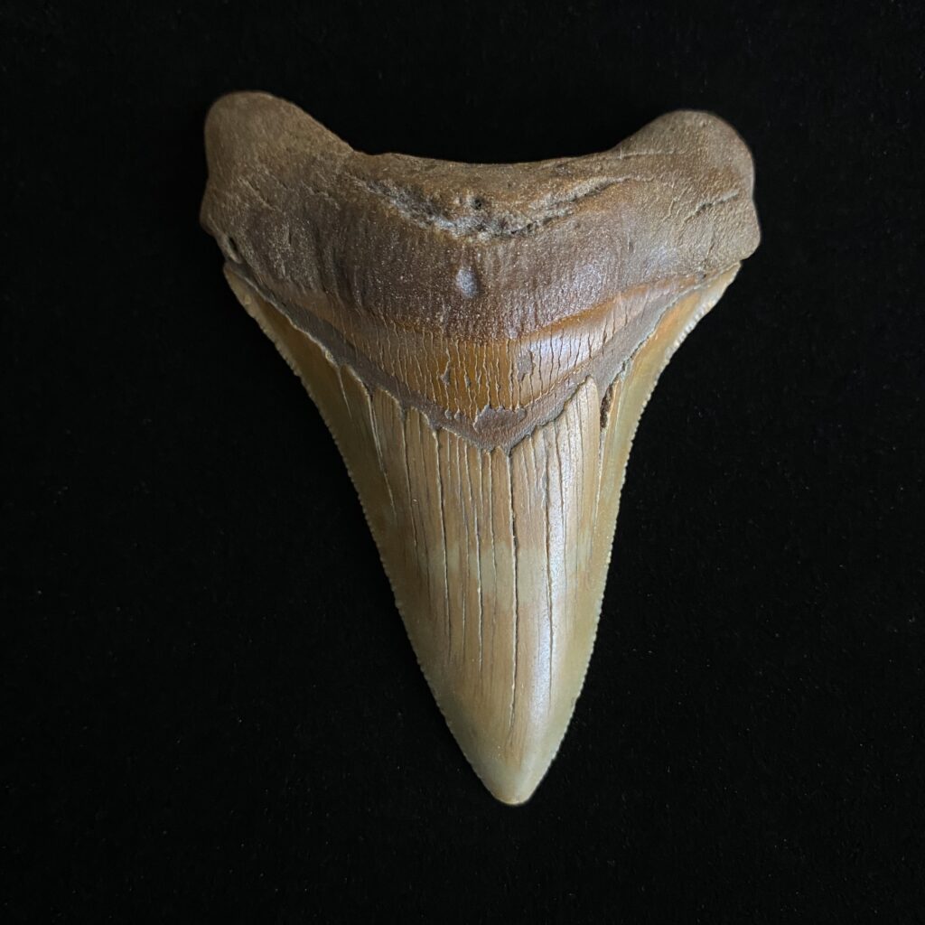 Chubutensis Teeth - The Fossil Exchange