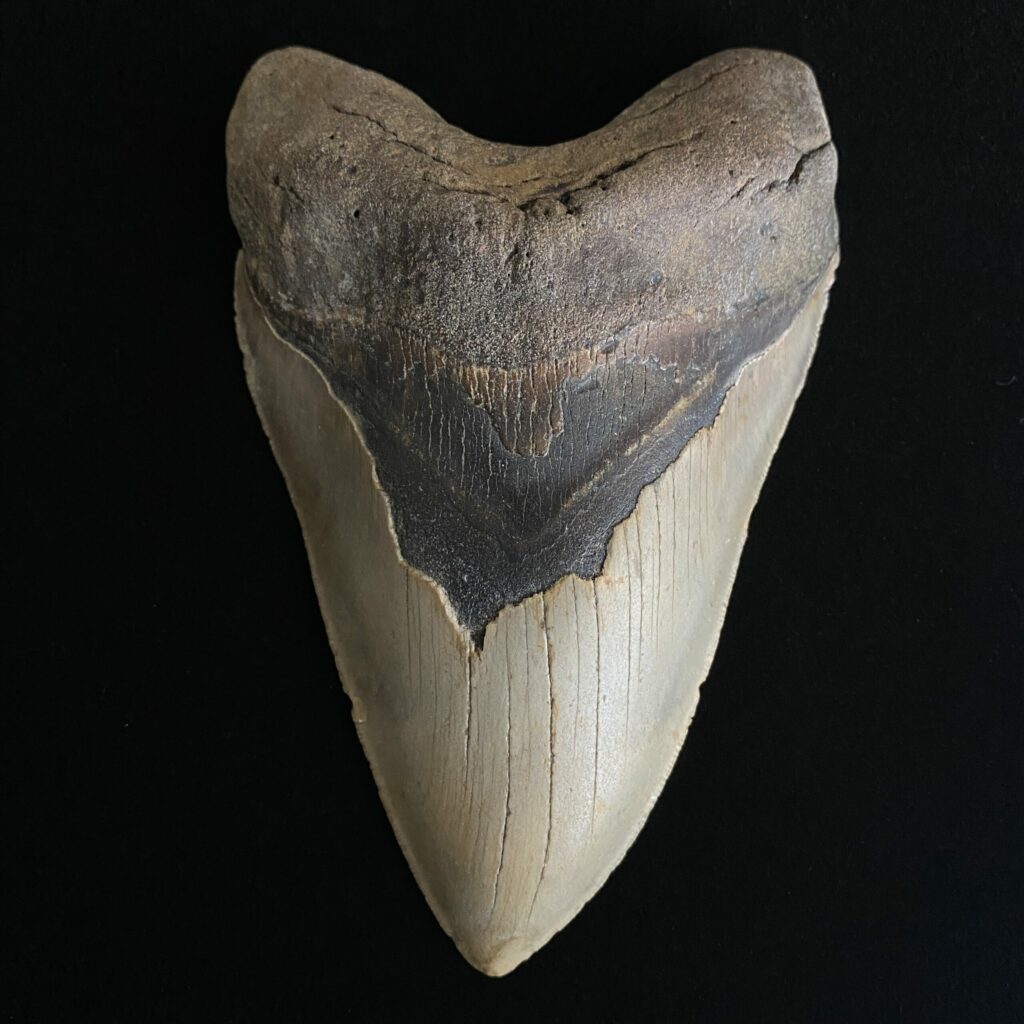 Massive 6" Megalodon Teeth - The Fossil Exchange