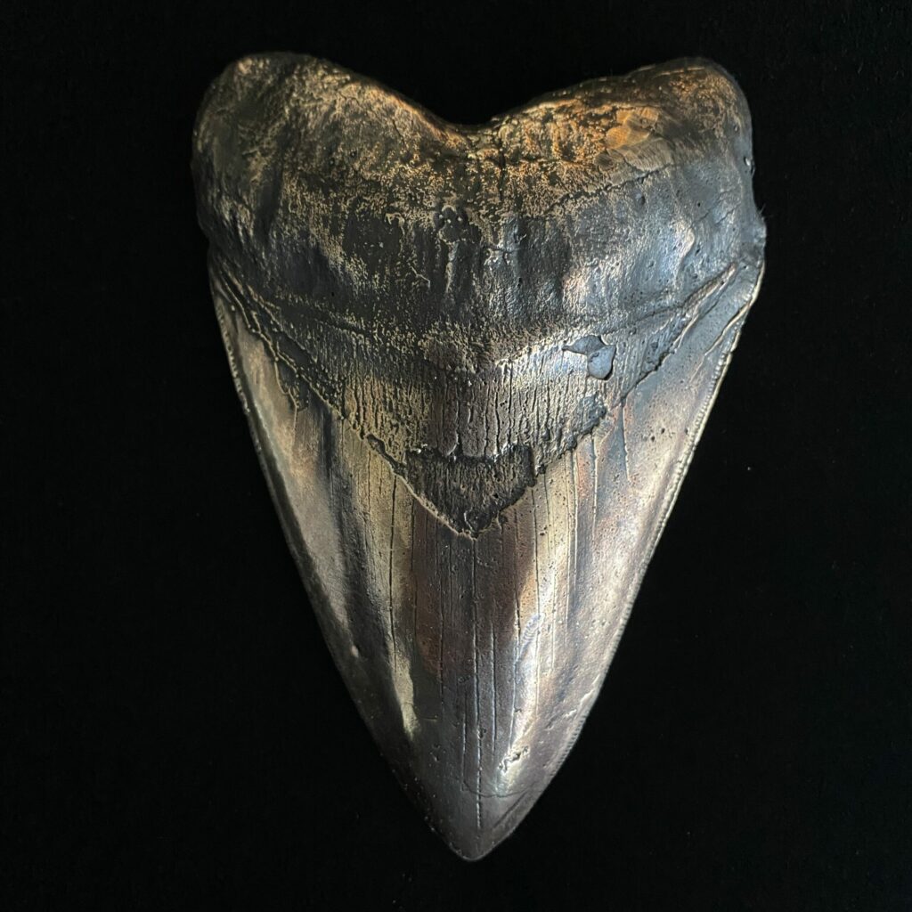 Medium Bronze Casted Megalodon Tooth - The Fossil Exchange - Megalodon ...