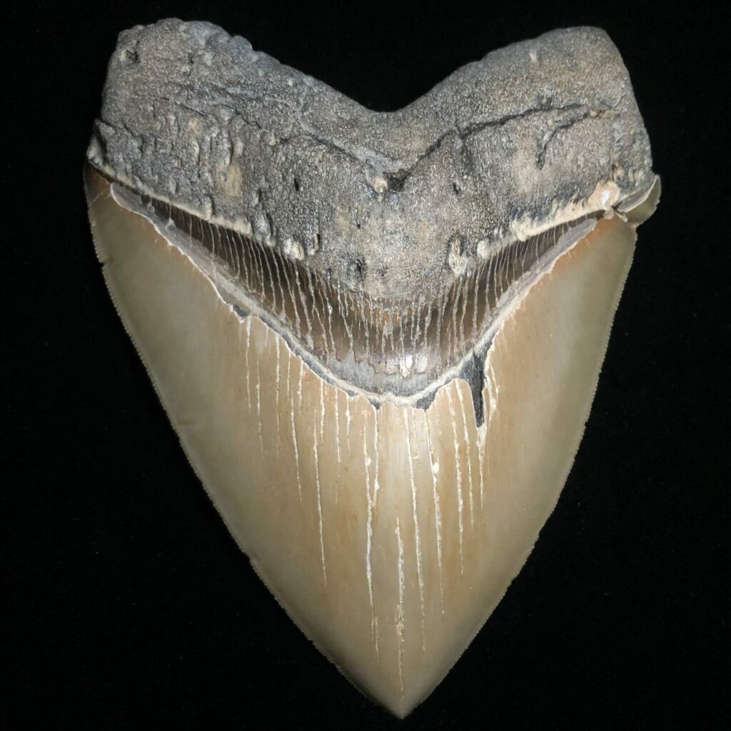 Serrated Megalodon Tooth Fossil 5.81″ – Impressive Prehistoric Shark Fossil