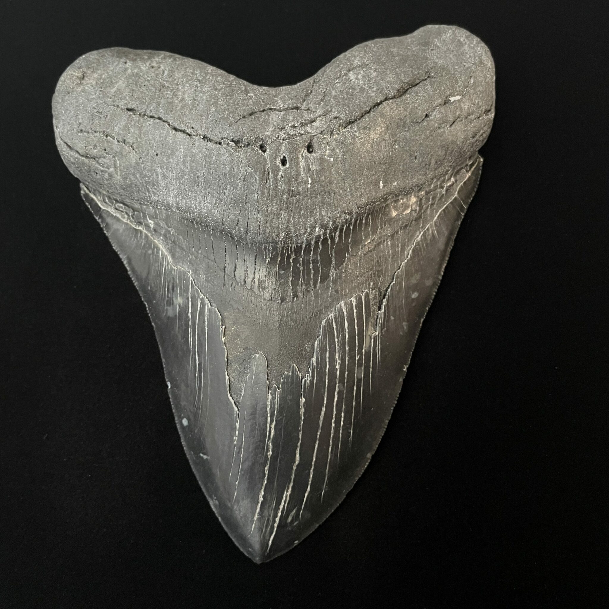 Massive 6" Megalodon Teeth - The Fossil Exchange