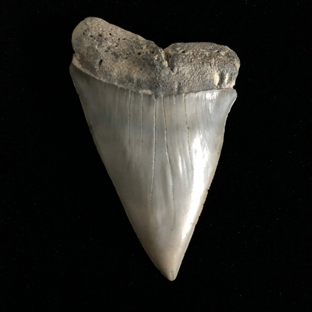 Mako Teeth Fossils - The Fossil Exchange - Megalodon teeth for sale