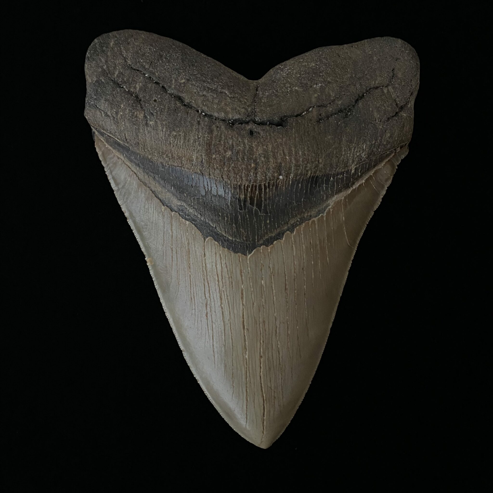 Collector Quality Megalodon Teeth || The Fossil Exchange