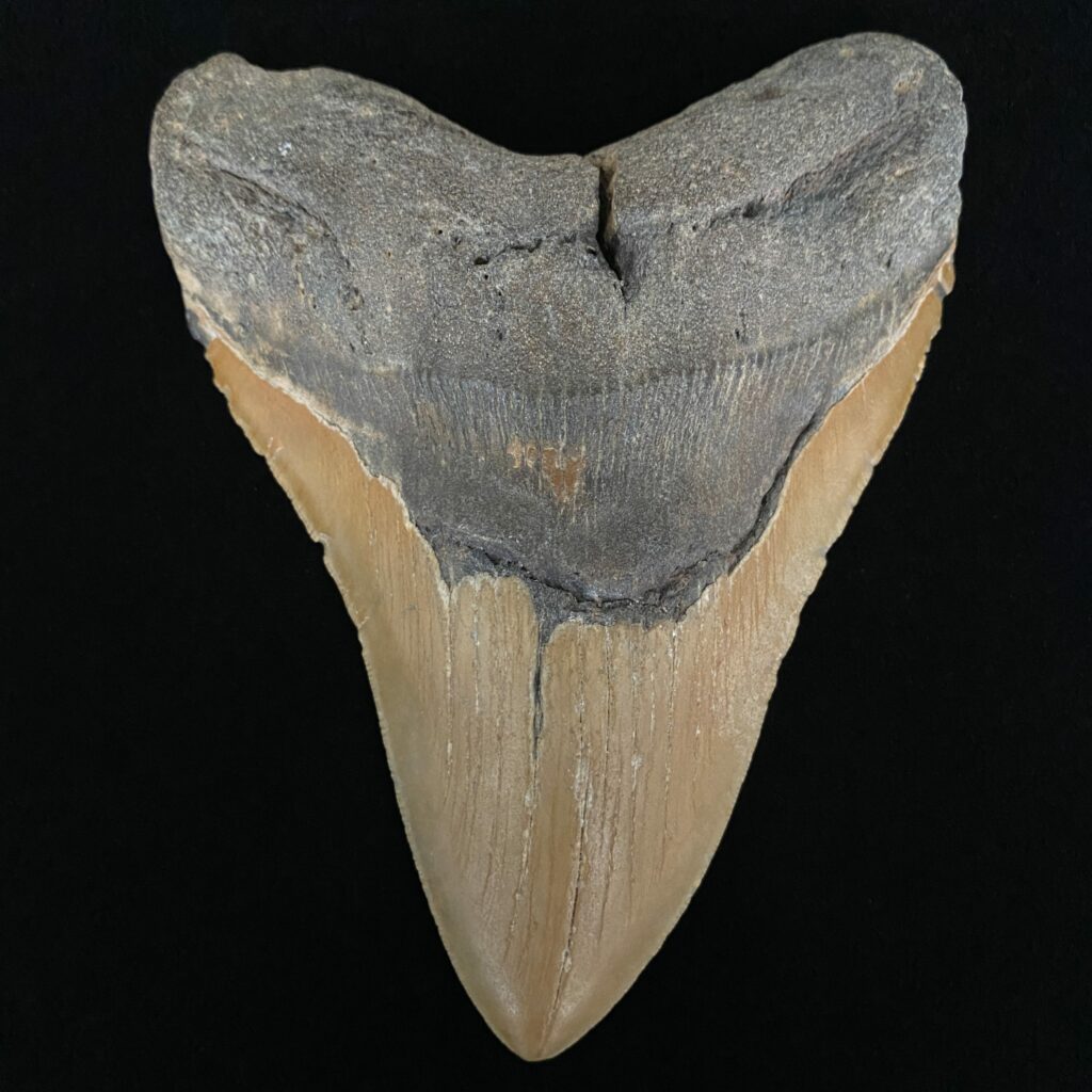 Massive 6" Megalodon Teeth - The Fossil Exchange
