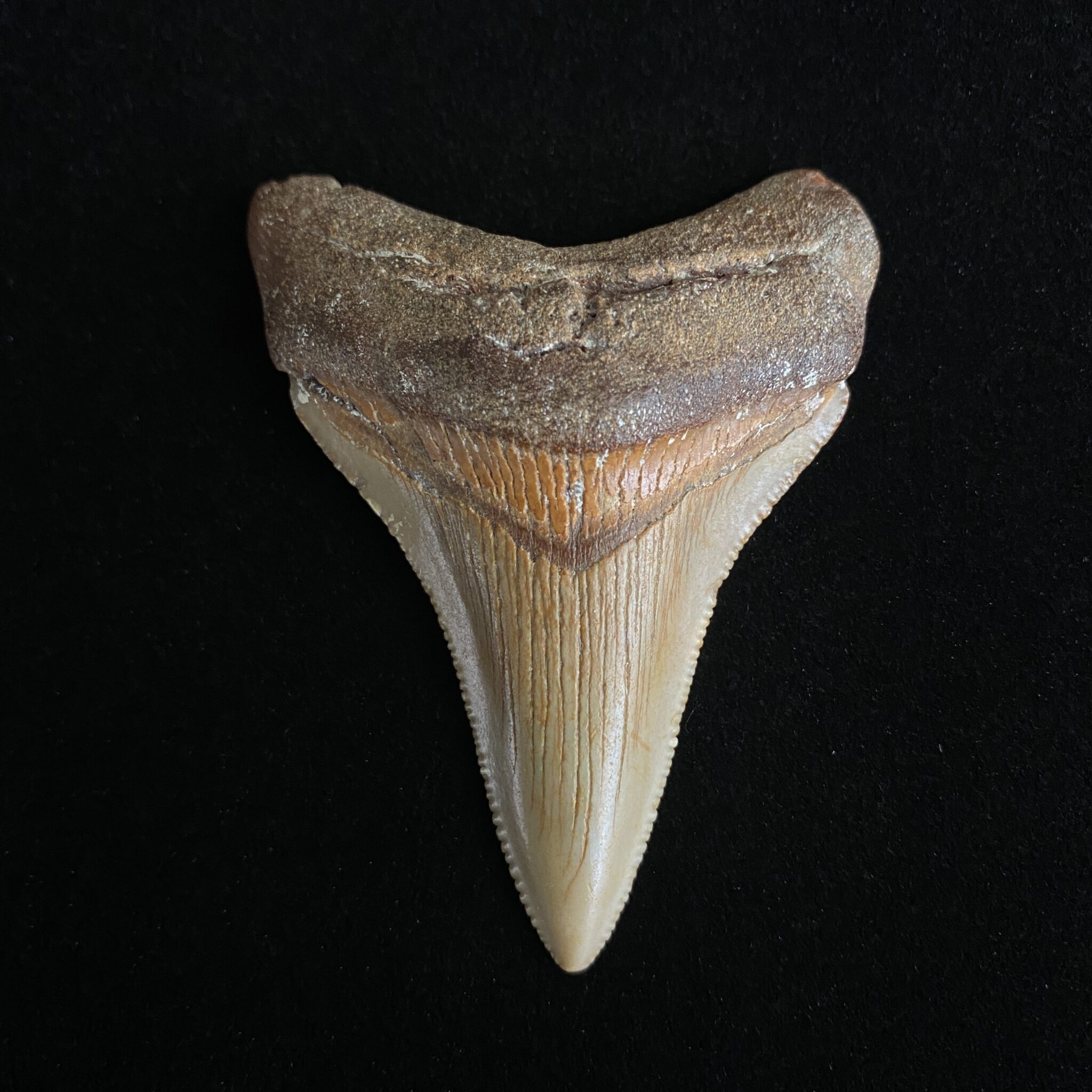 Chubutensis Teeth - The Fossil Exchange