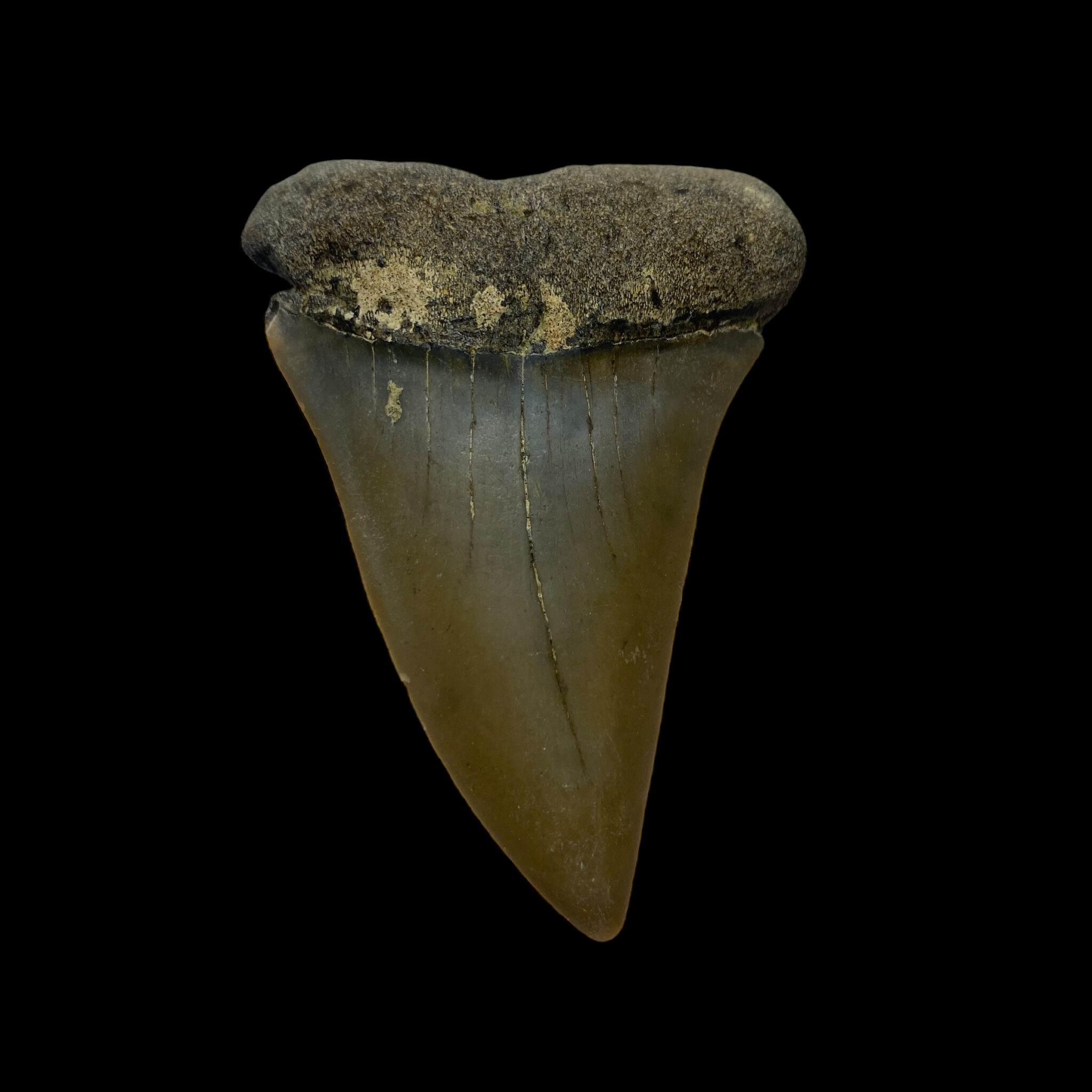Mako Teeth Fossils - The Fossil Exchange