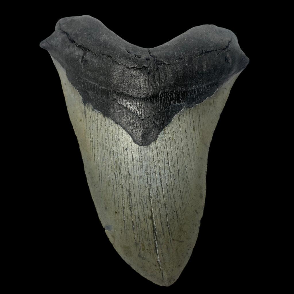 5" - 6" High Quality Megalodon Teeth