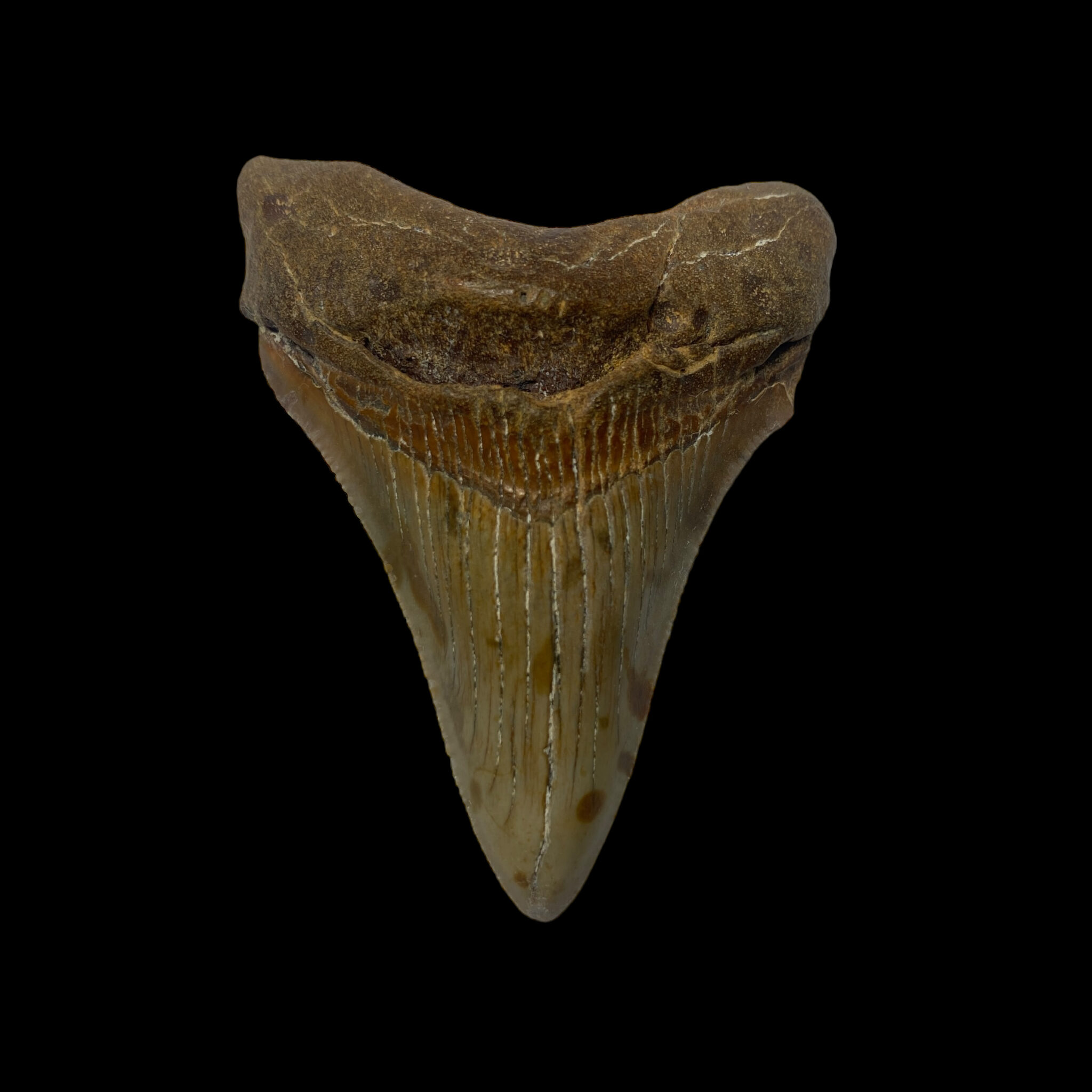Chubutensis Teeth - The Fossil Exchange