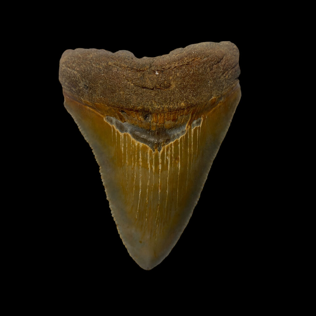 Chubutensis Teeth - The Fossil Exchange