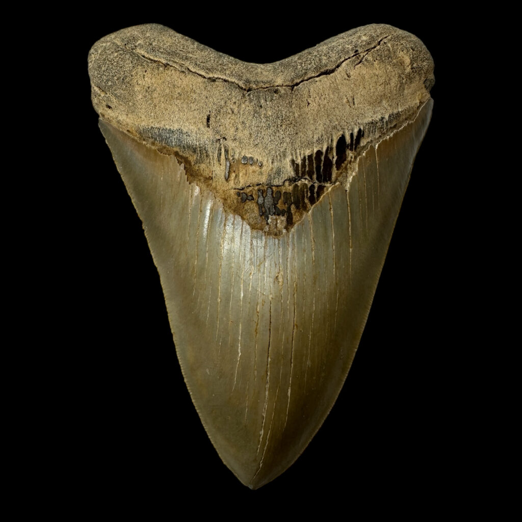 High Quality Megalodon Teeth - The Fossil Exchange