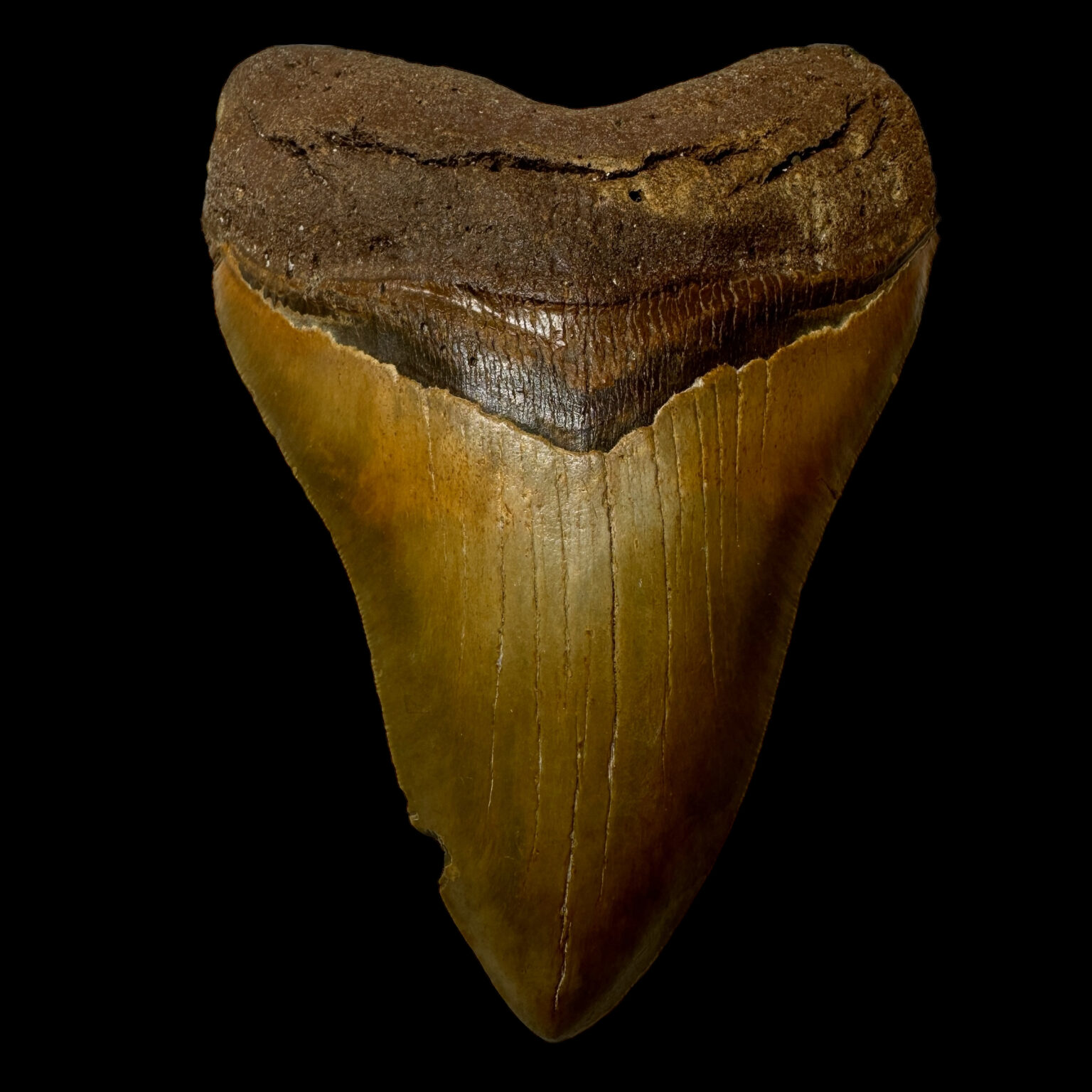 Massive 6" Megalodon Teeth - The Fossil Exchange