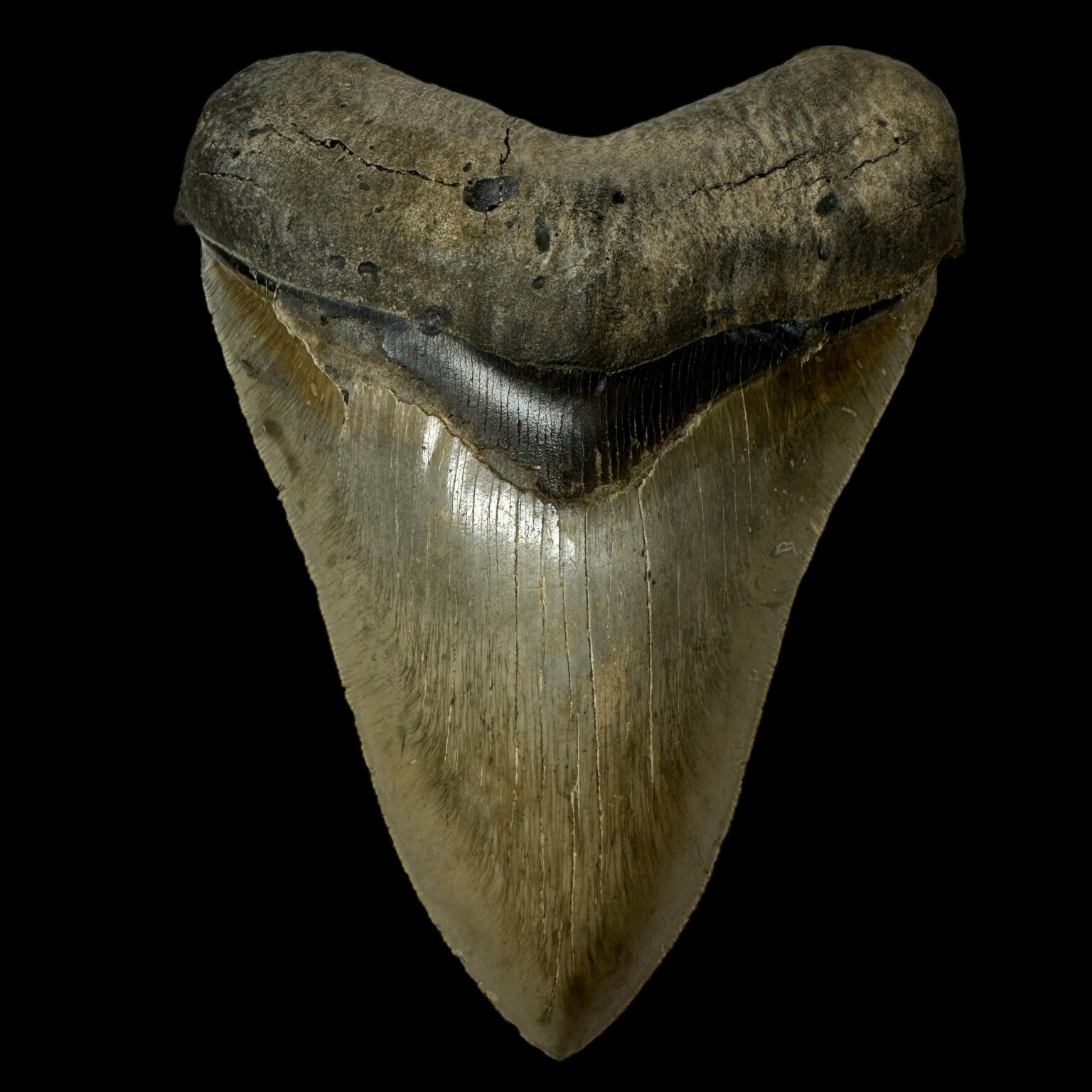 High Quality Megalodon Teeth - The Fossil Exchange
