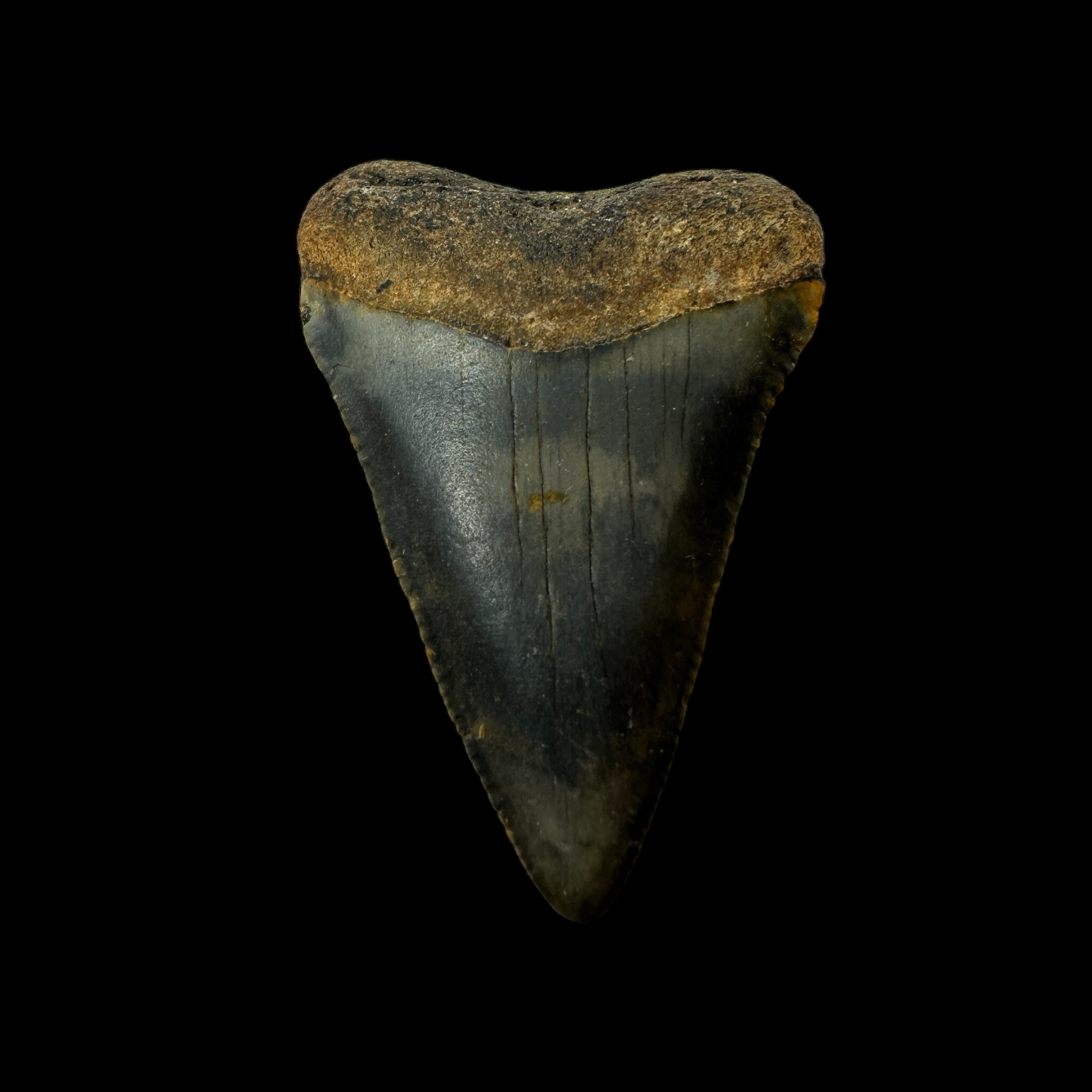 Great White Teeth Fossils - The Fossil Exchange