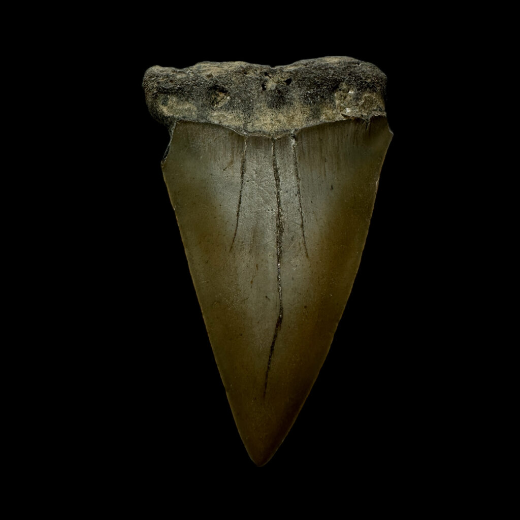 Mako Teeth Fossils - The Fossil Exchange