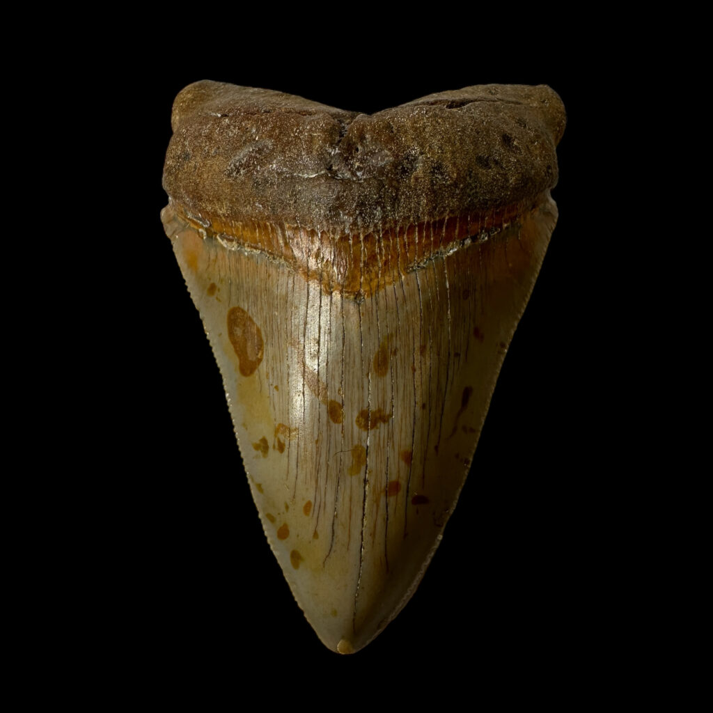 Chubutensis Teeth - The Fossil Exchange