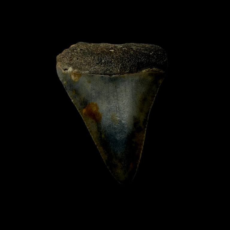 Great White Teeth Fossils - The Fossil Exchange