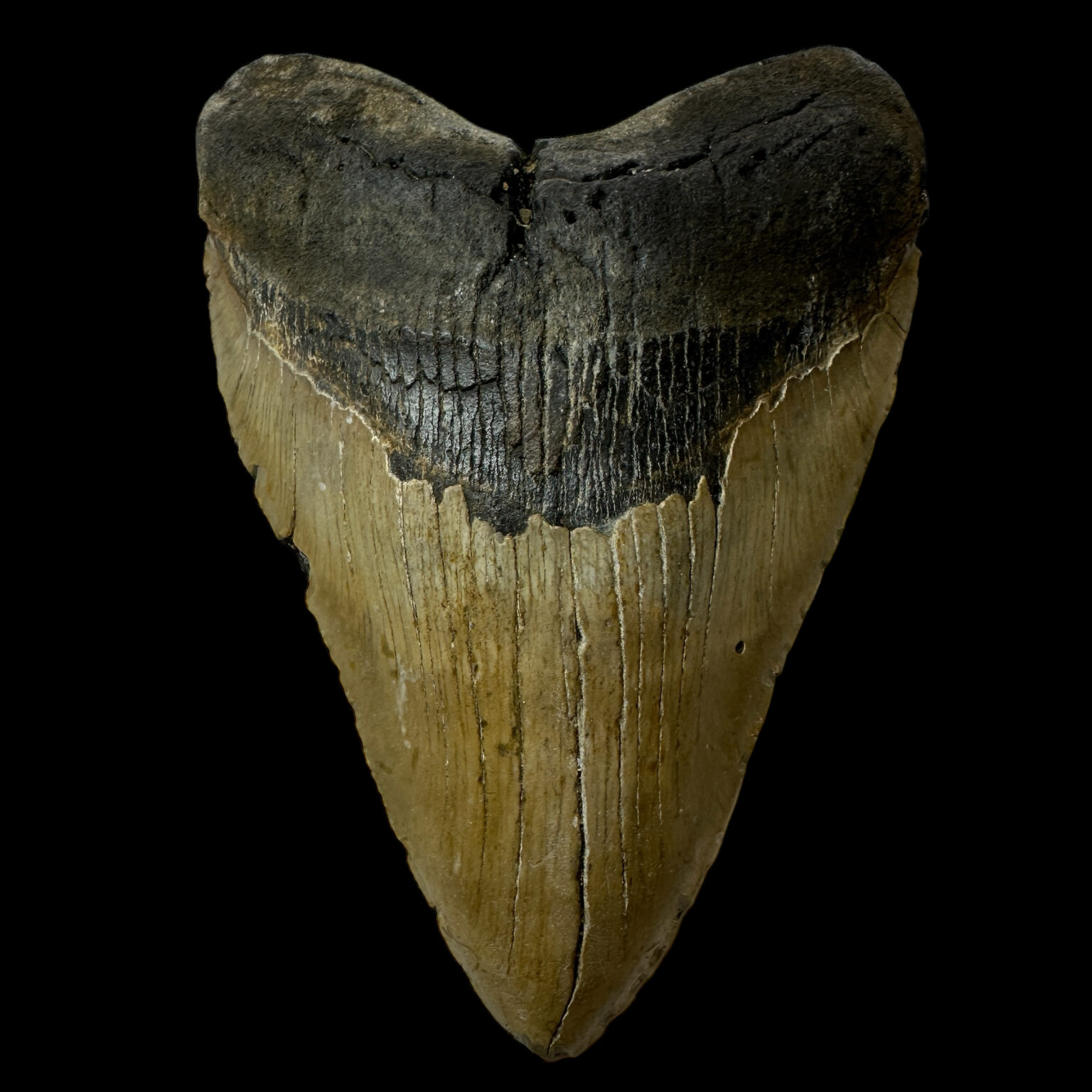 6" Megalodon Teeth - The Fossil Exchange - megalodon teeth for sale