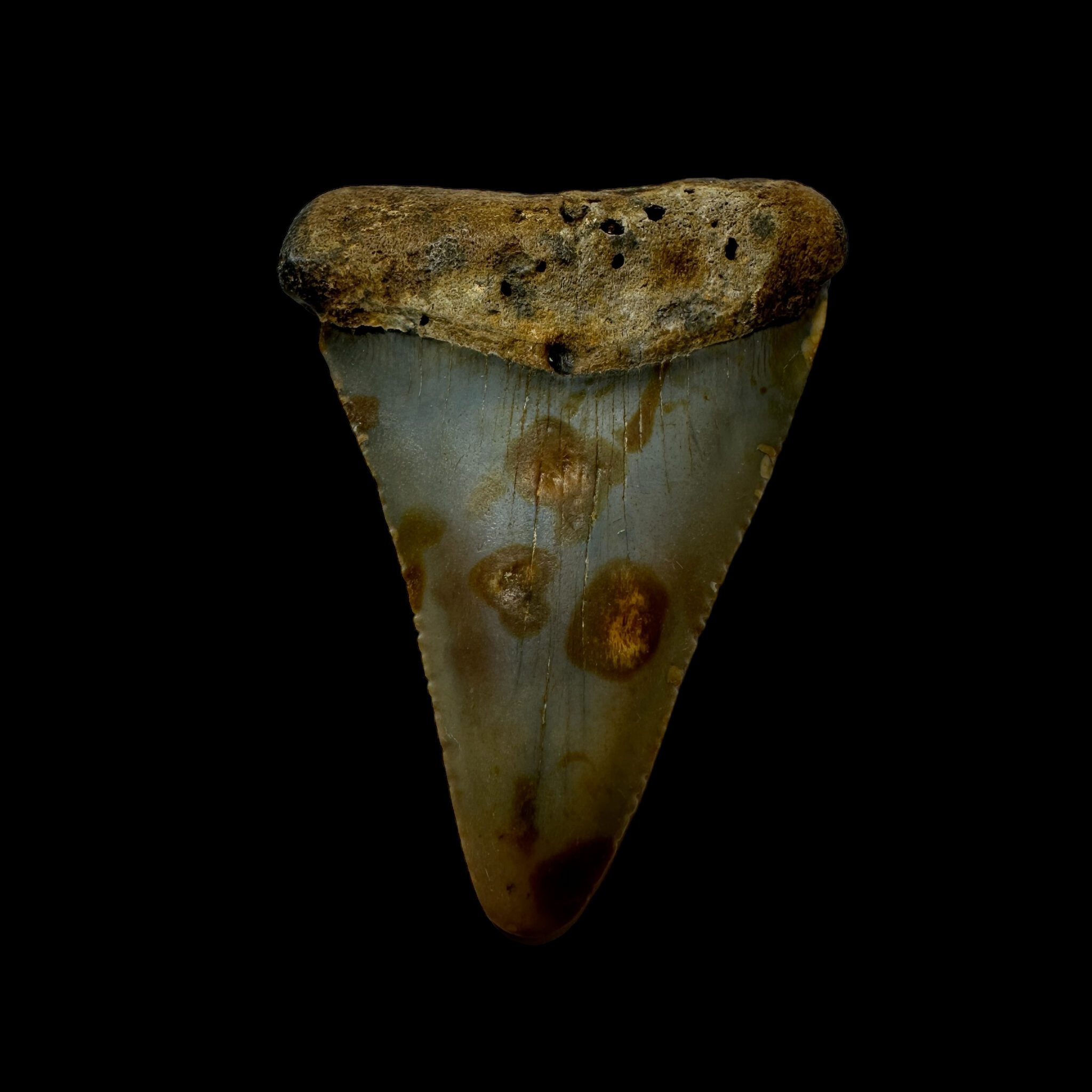 Great White Teeth Fossils - The Fossil Exchange