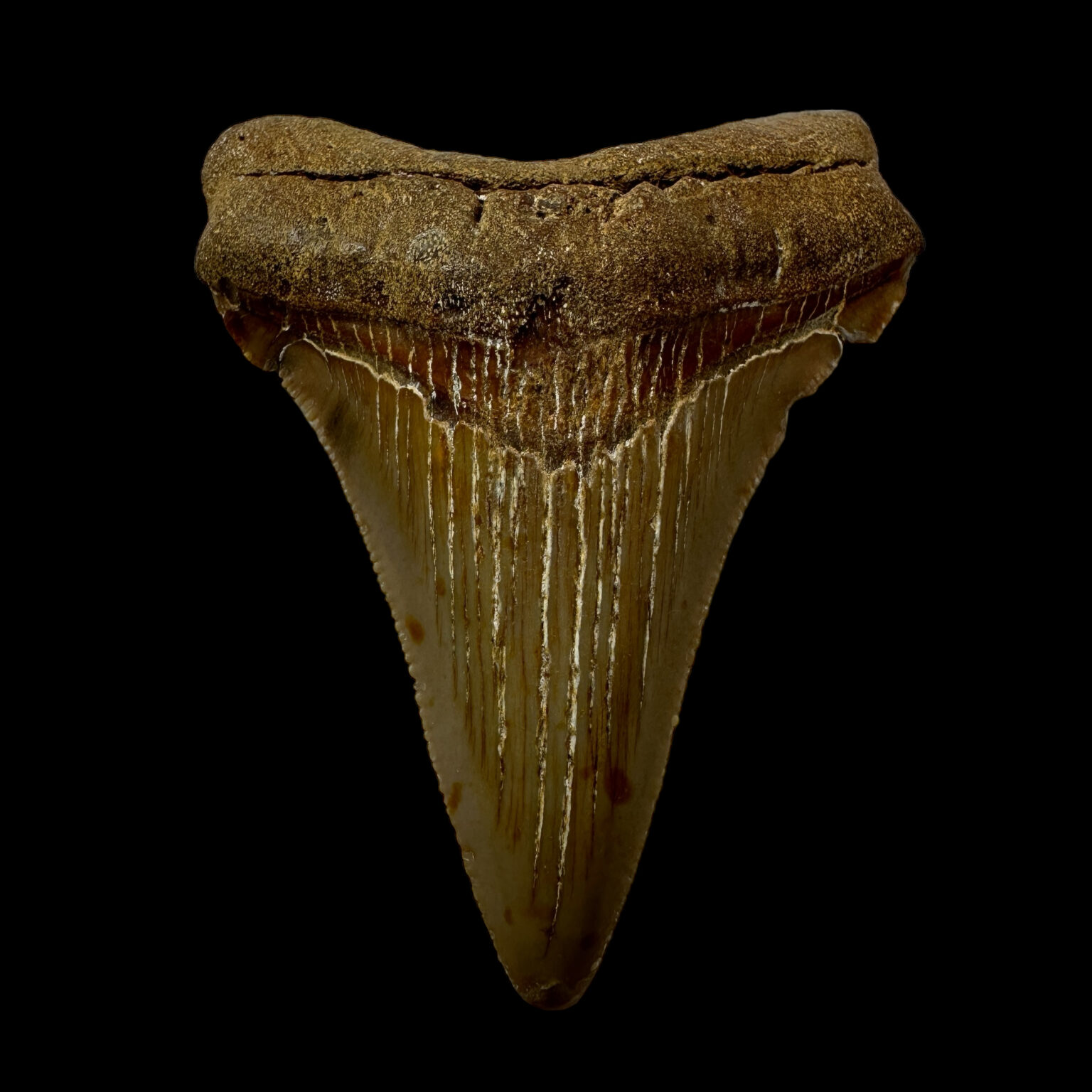 Chubutensis Teeth - The Fossil Exchange