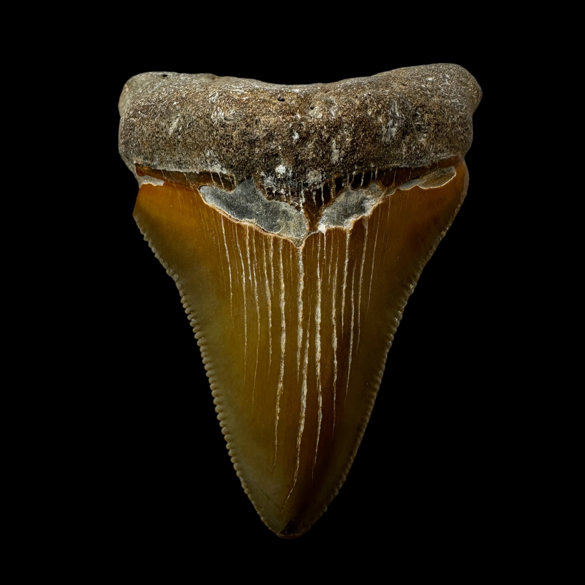 Chubutensis Teeth - The Fossil Exchange