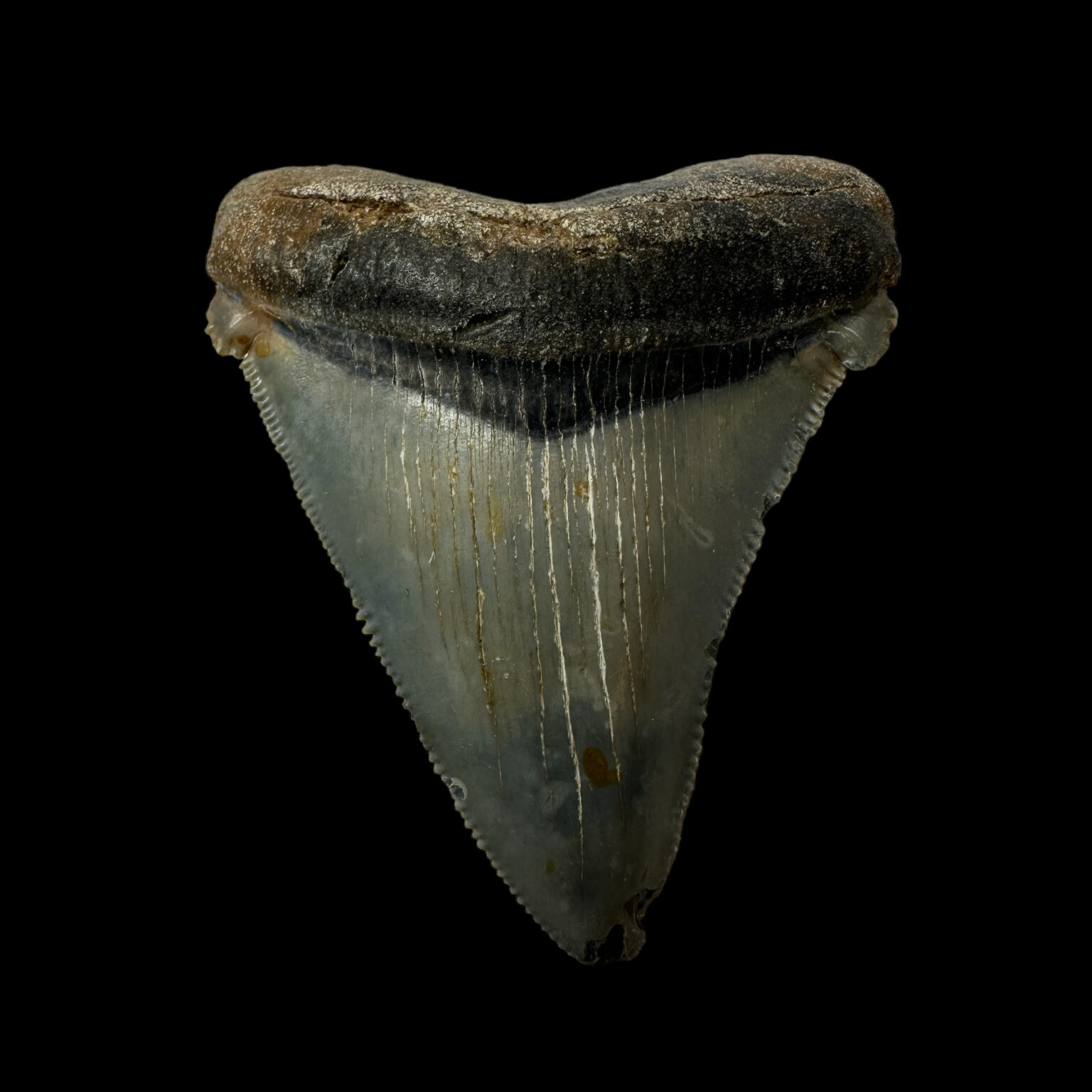 Chubutensis Teeth - The Fossil Exchange