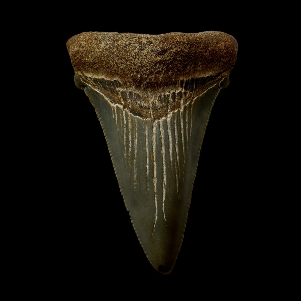 Chubutensis Teeth - The Fossil Exchange
