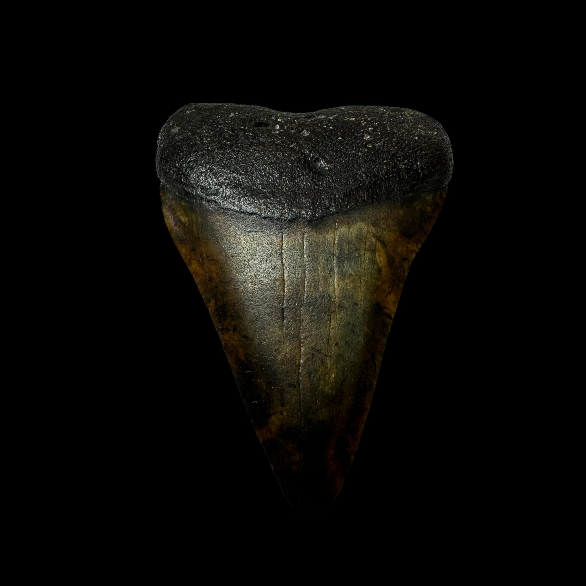 Great White Teeth Fossils - The Fossil Exchange