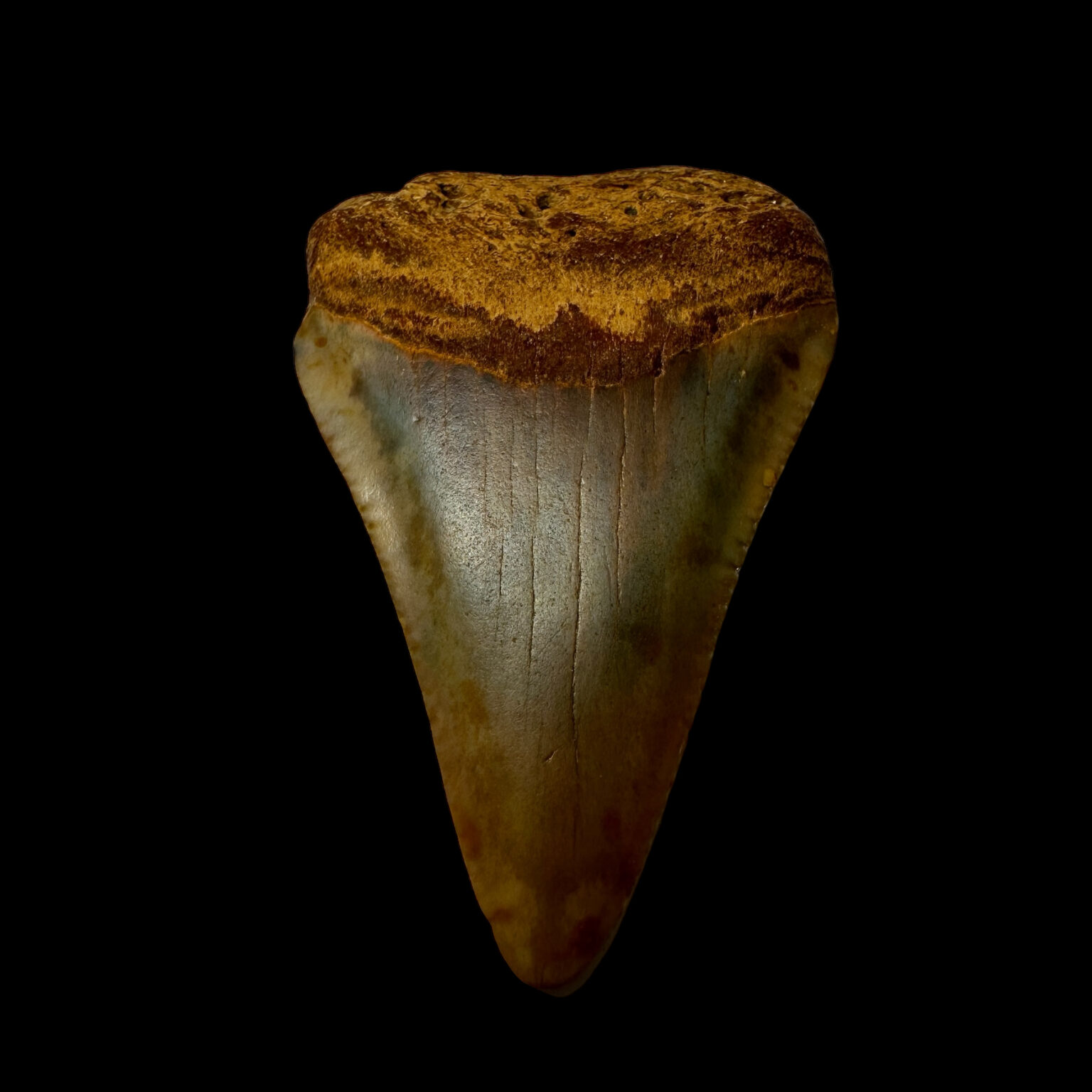 Great White Teeth Fossils - The Fossil Exchange - megalodon teeth for sale