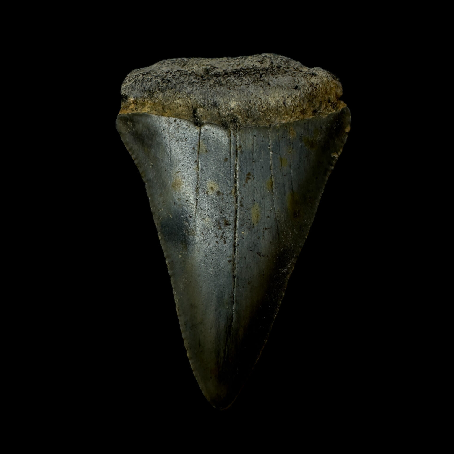 Great White Teeth Fossils - The Fossil Exchange - megalodon teeth for sale