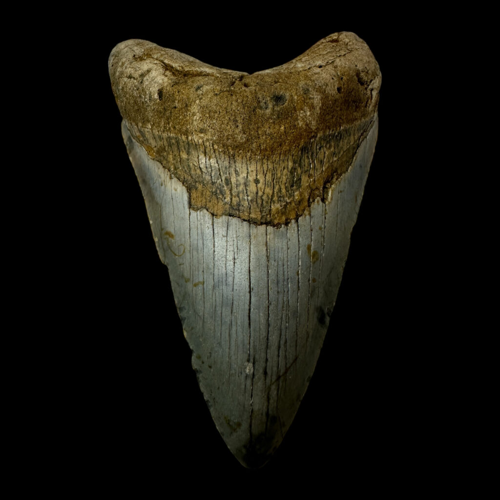 4"- 5" Affordable Megalodon Teeth || The Fossil Exchange