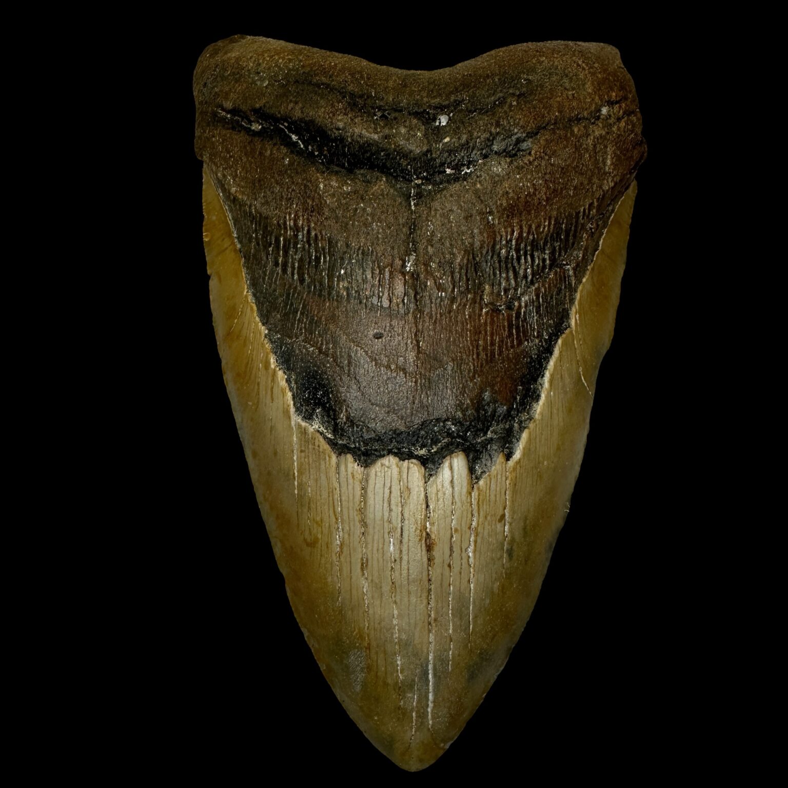 6" Megalodon Teeth - The Fossil Exchange - Megalodon teeth for sale