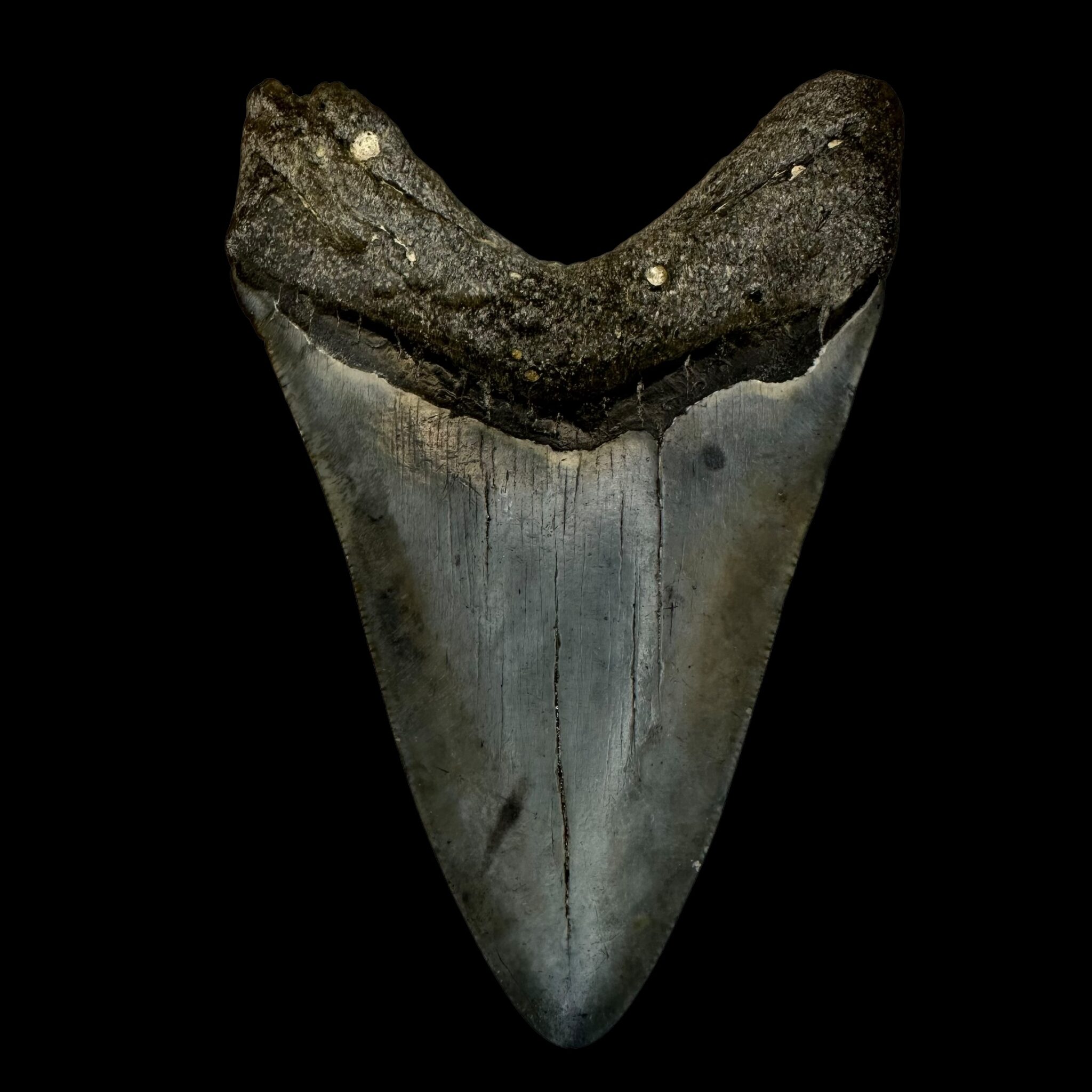 How to Identify Authentic Megalodon Teeth Fossils: A Complete Guide ...