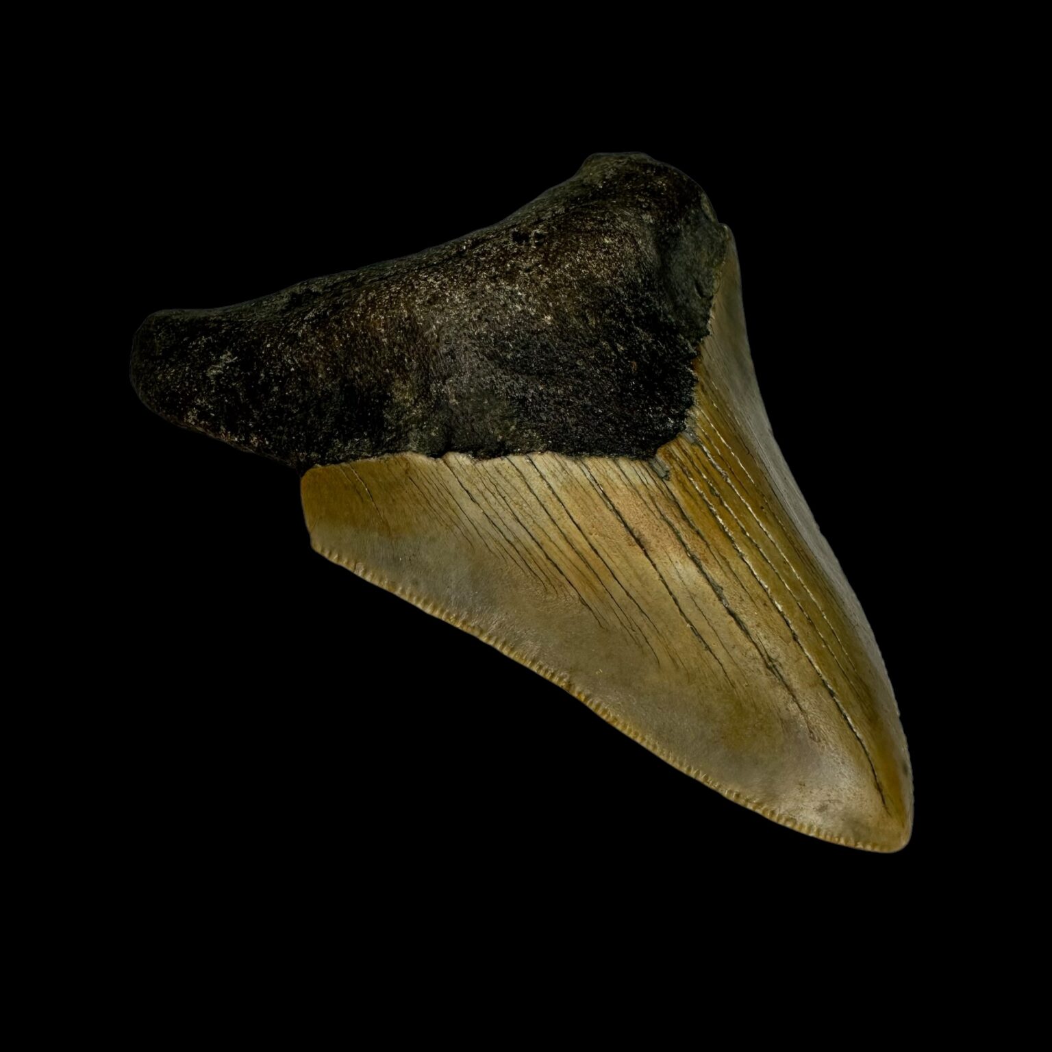 5 Incredible Places Where to Find Megalodon Teeth Today