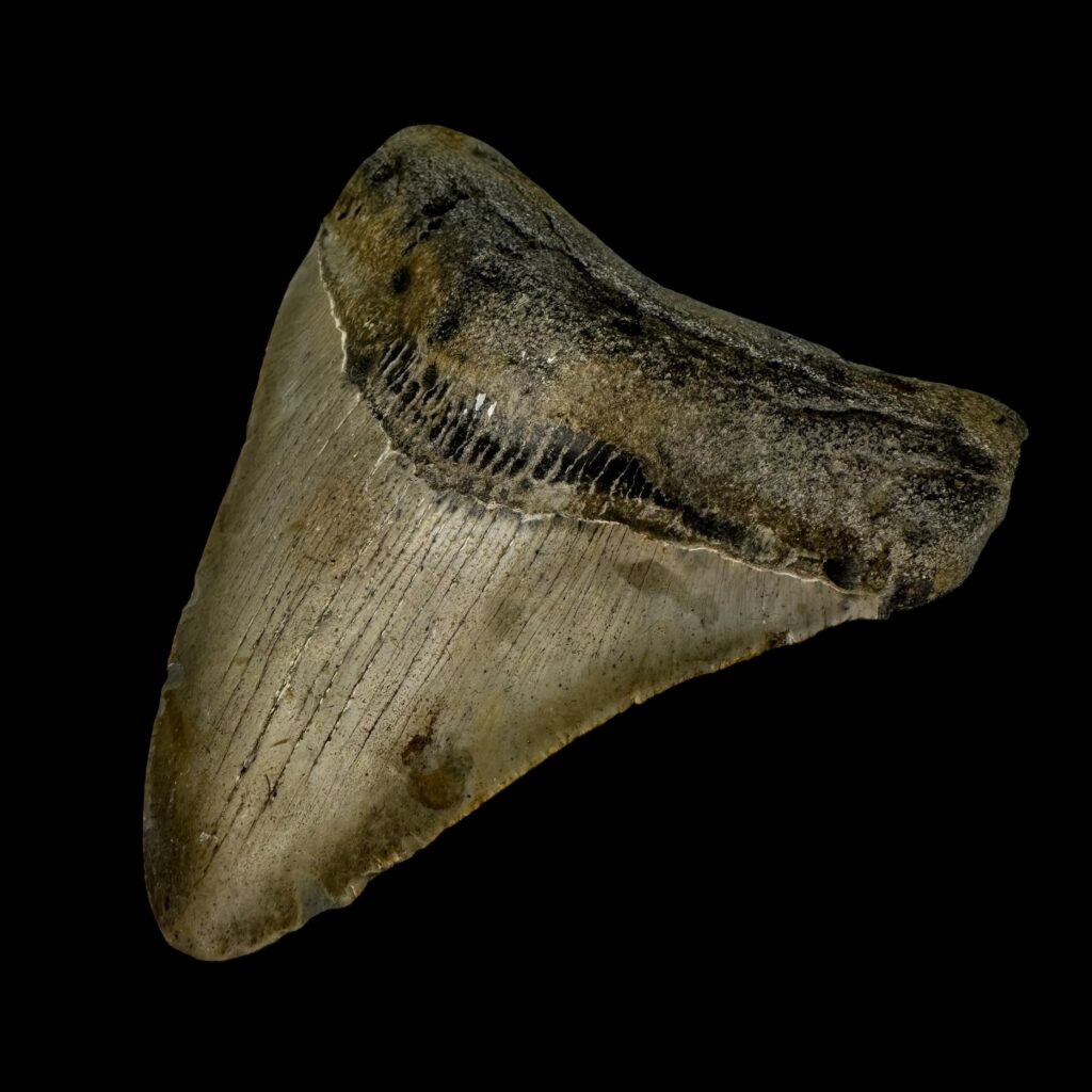 7 Surprising Facts About Shark Tooth Fossils You Didn't Know