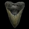 Megalodon Fossils: Amazing Facts About Ancient Shark Teeth 1