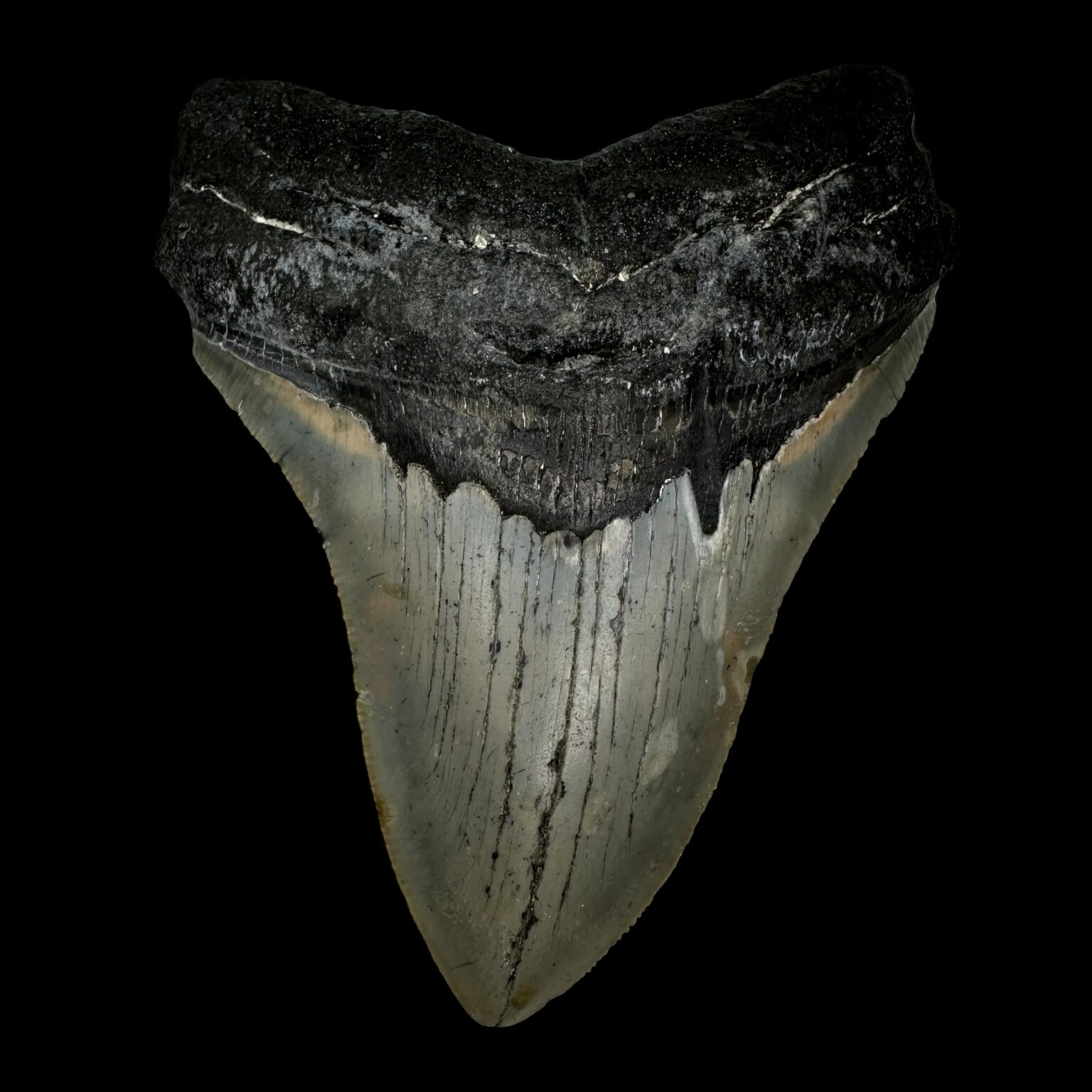 Megalodon Teeth Real vs Fake: 7 Signs to Spot the Difference
