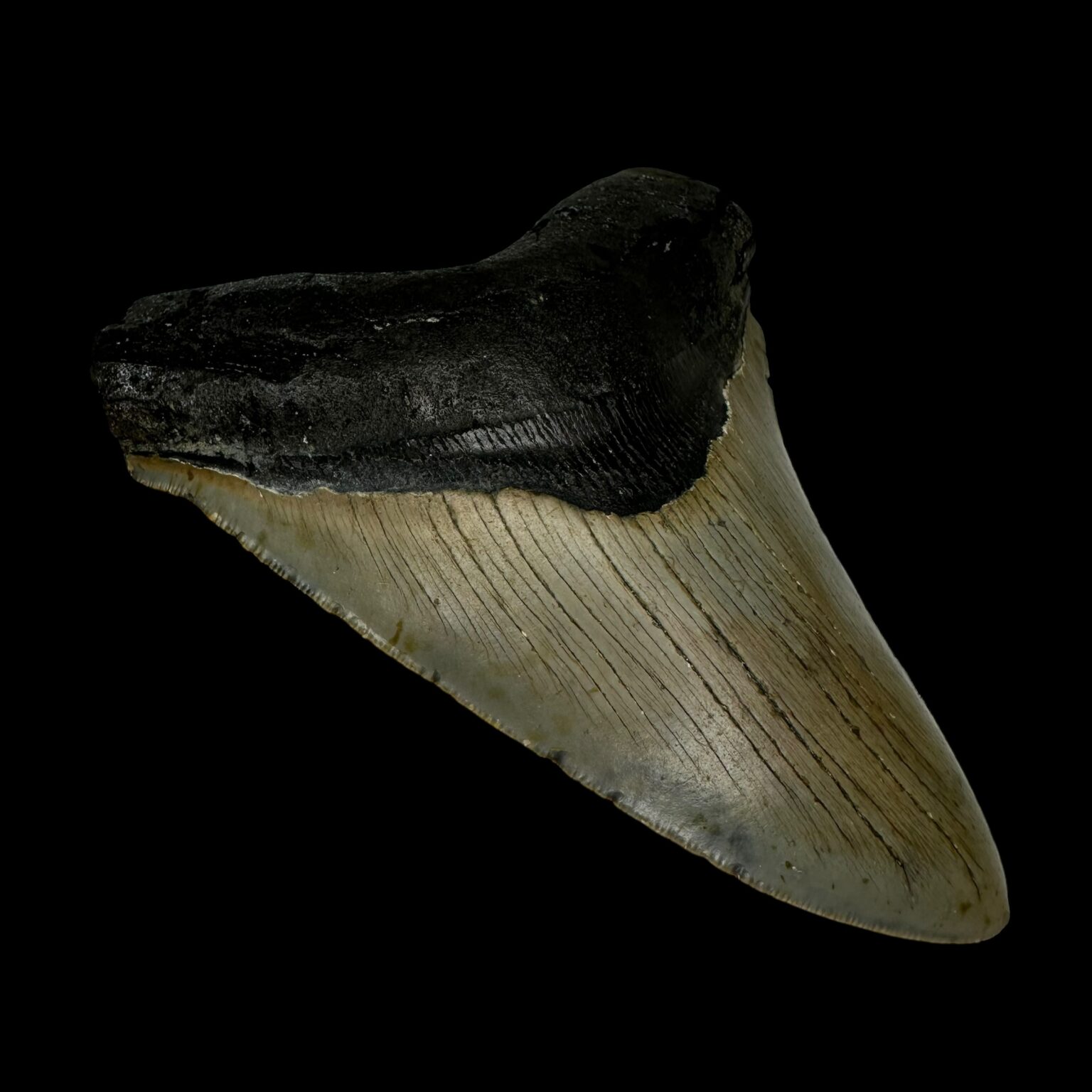 Megalodon Teeth Real vs Fake: 7 Signs to Spot the Difference