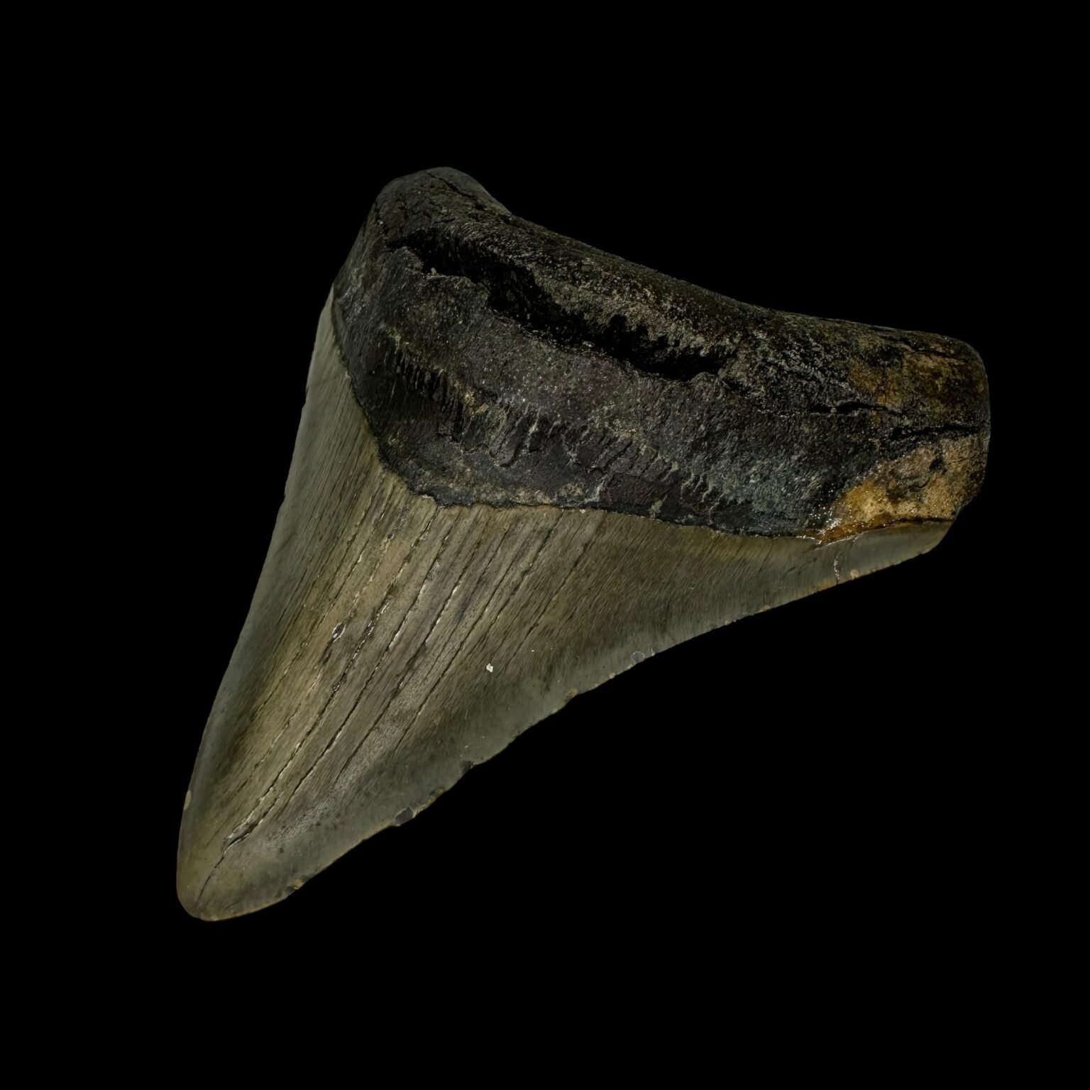 5 Incredible Differences: Megalodon Teeth vs Great White