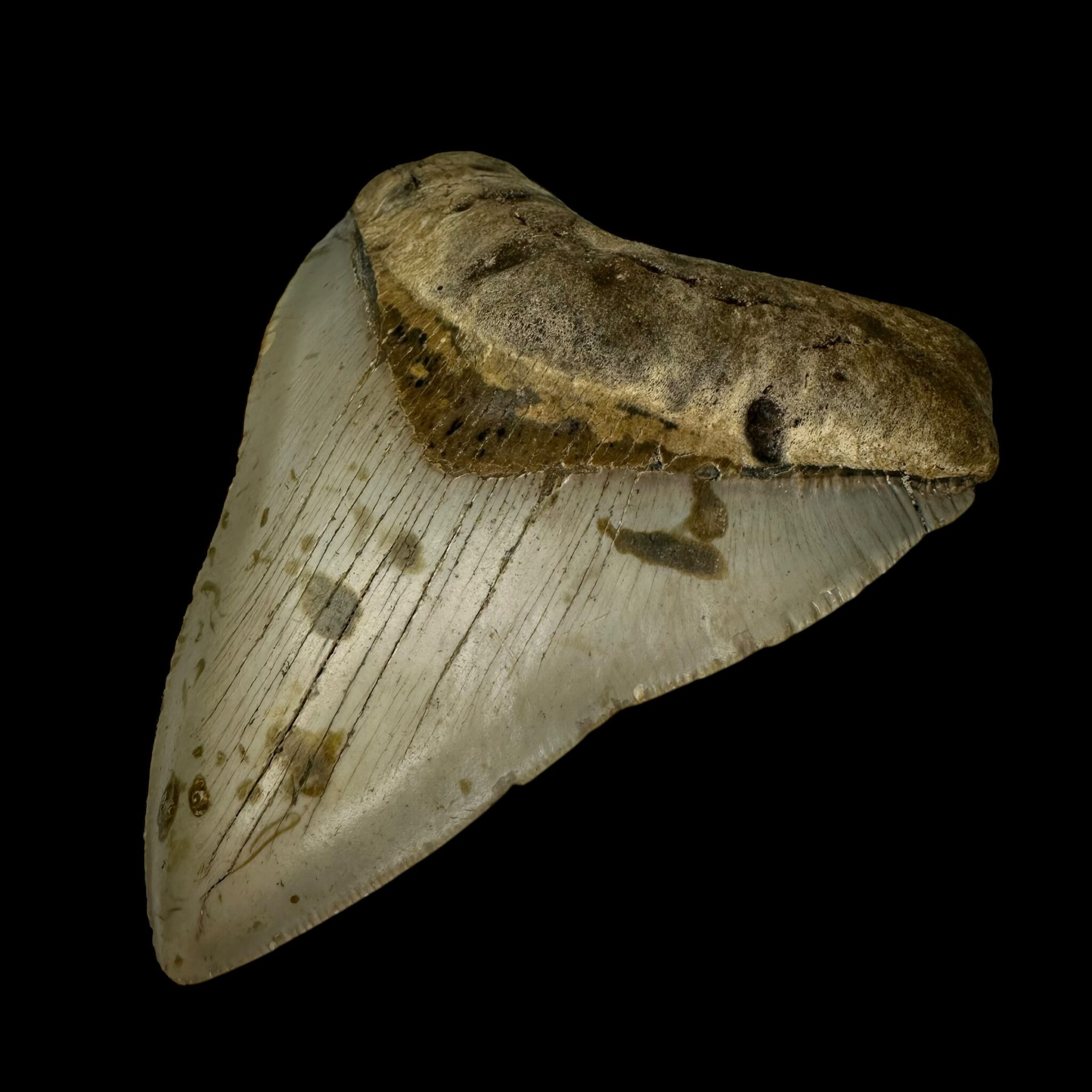 Shark Evolution a Million Year: 5 Shocking Facts Revealed