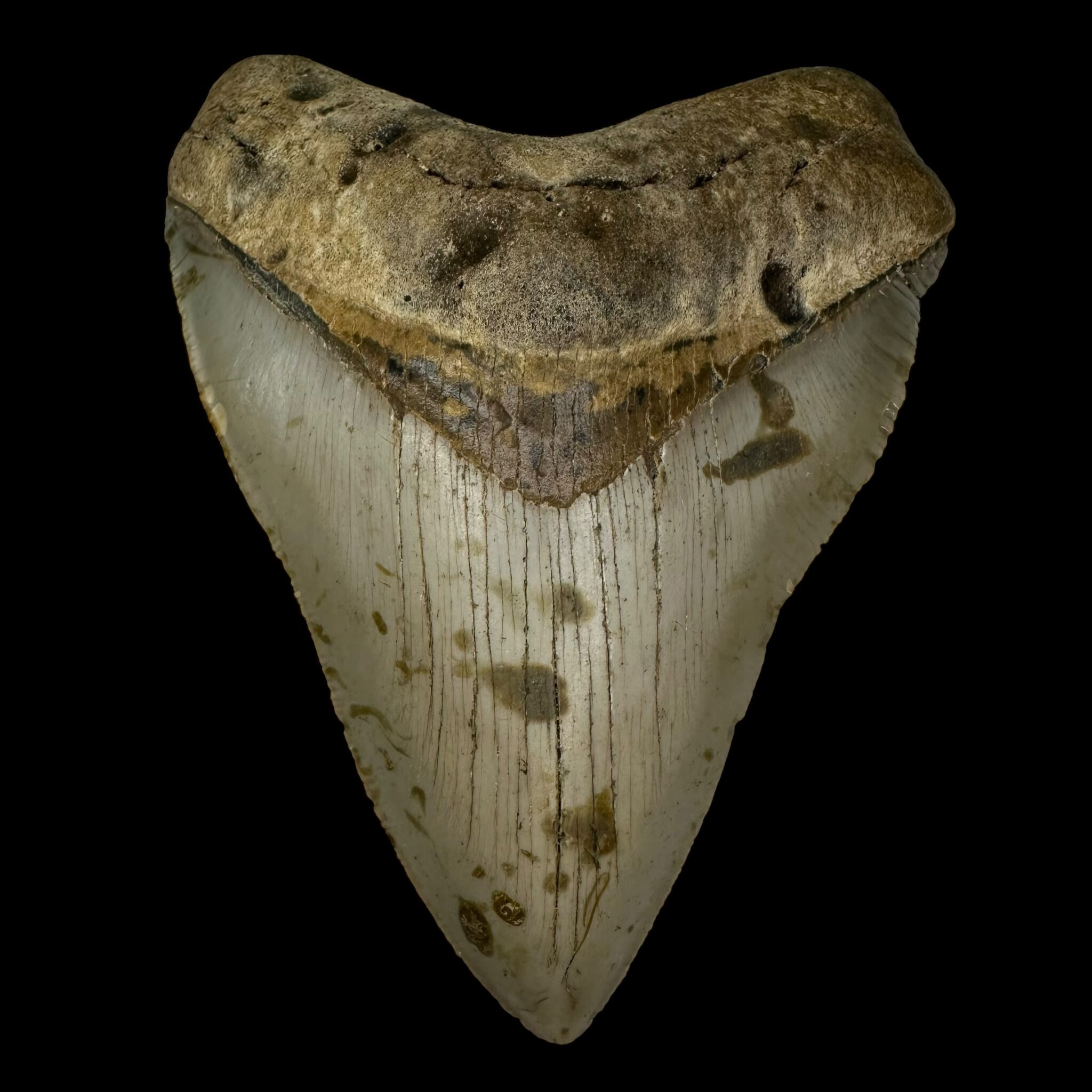 Shark Evolution a Million Year: 5 Shocking Facts Revealed