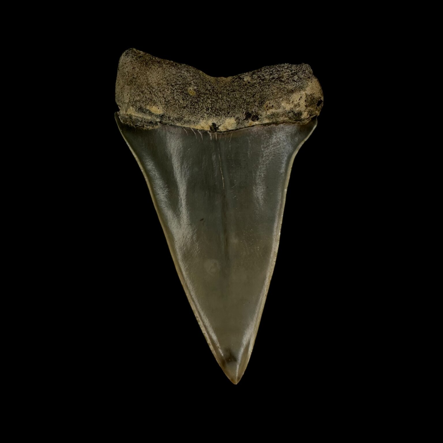 How Did Megalodons Evolve? 5 Incredible Facts Revealed