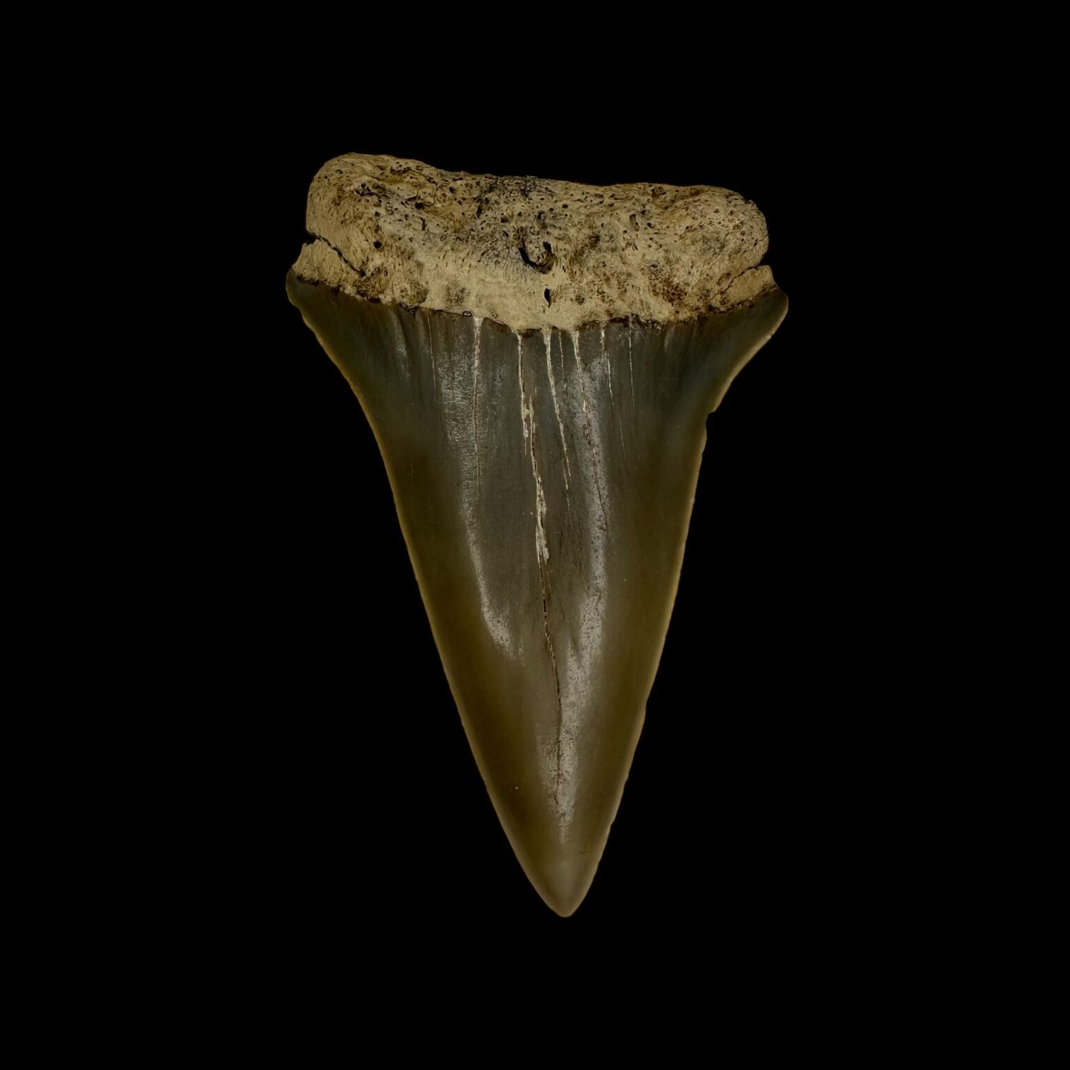 How Did Megalodons Evolve? 5 Incredible Facts Revealed
