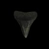 7 Essential Tips for Fossilized Shark Teeth Identification