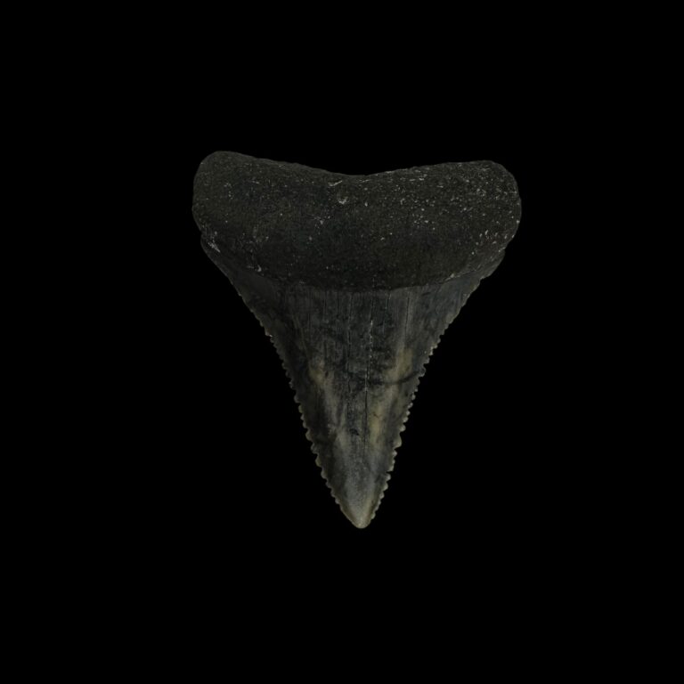 7 Essential Tips for Fossilized Shark Teeth Identification